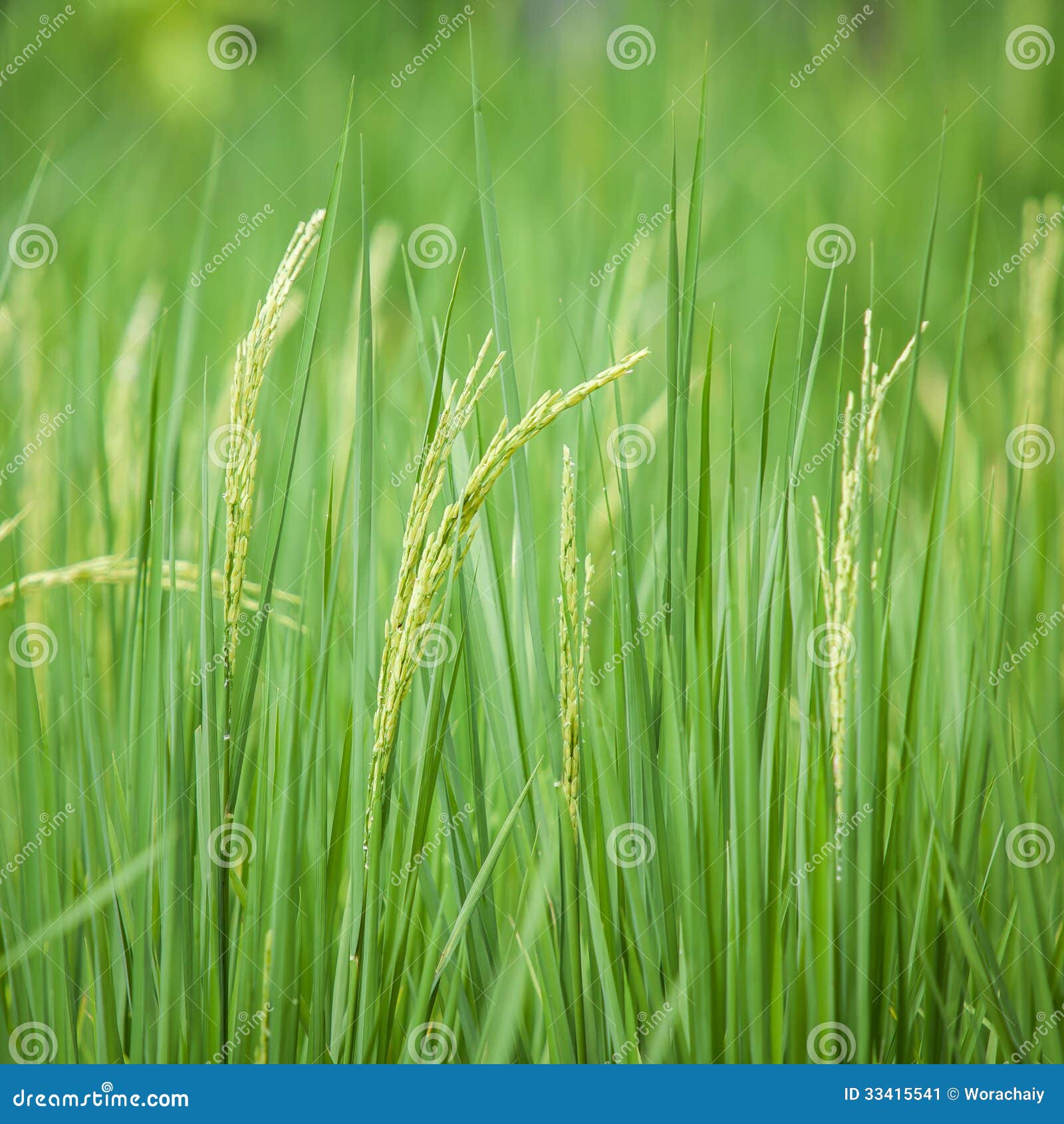 Paddy rice stock image. Image of green, organic, agriculture - 33415541