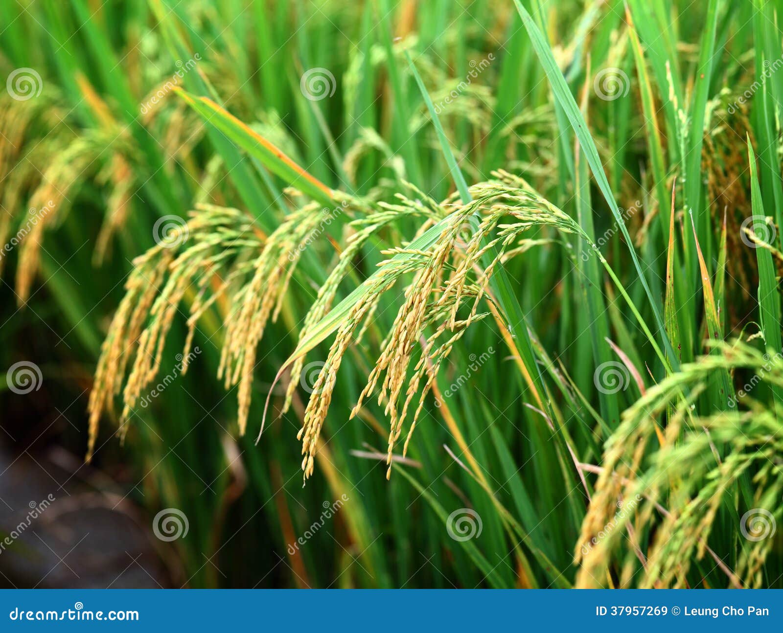Paddy rice stock image. Image of detail, asia, landscape - 37957269
