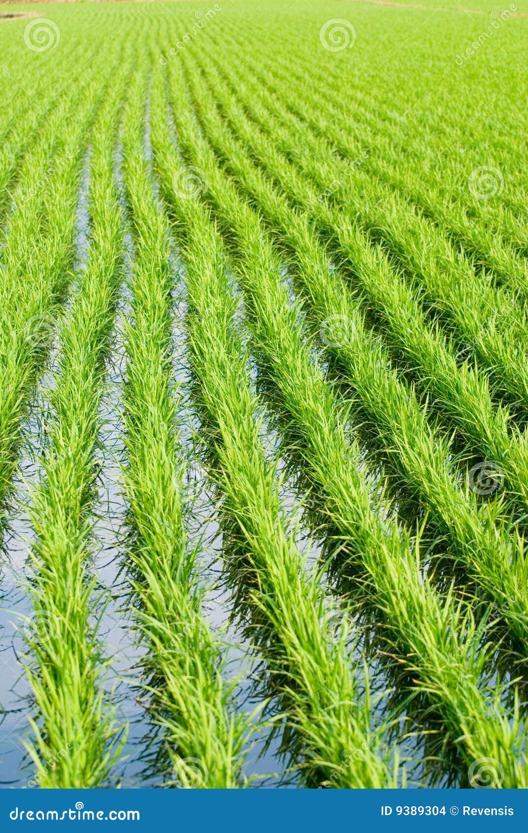 Paddy rice, Green field stock photo. Image of asian, farmland - 9389304