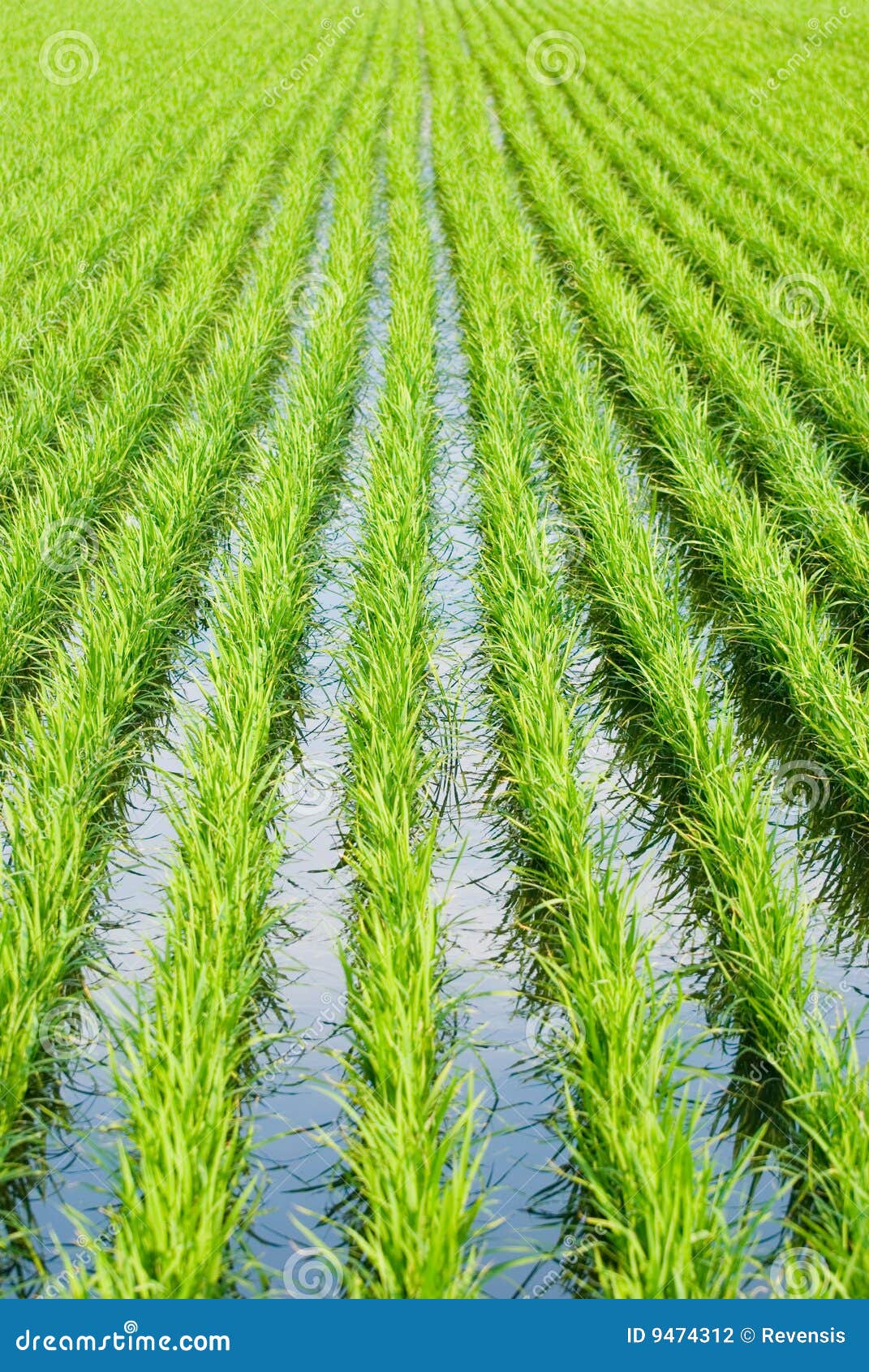Paddy rice, Green field stock photo. Image of field, crop - 9474312