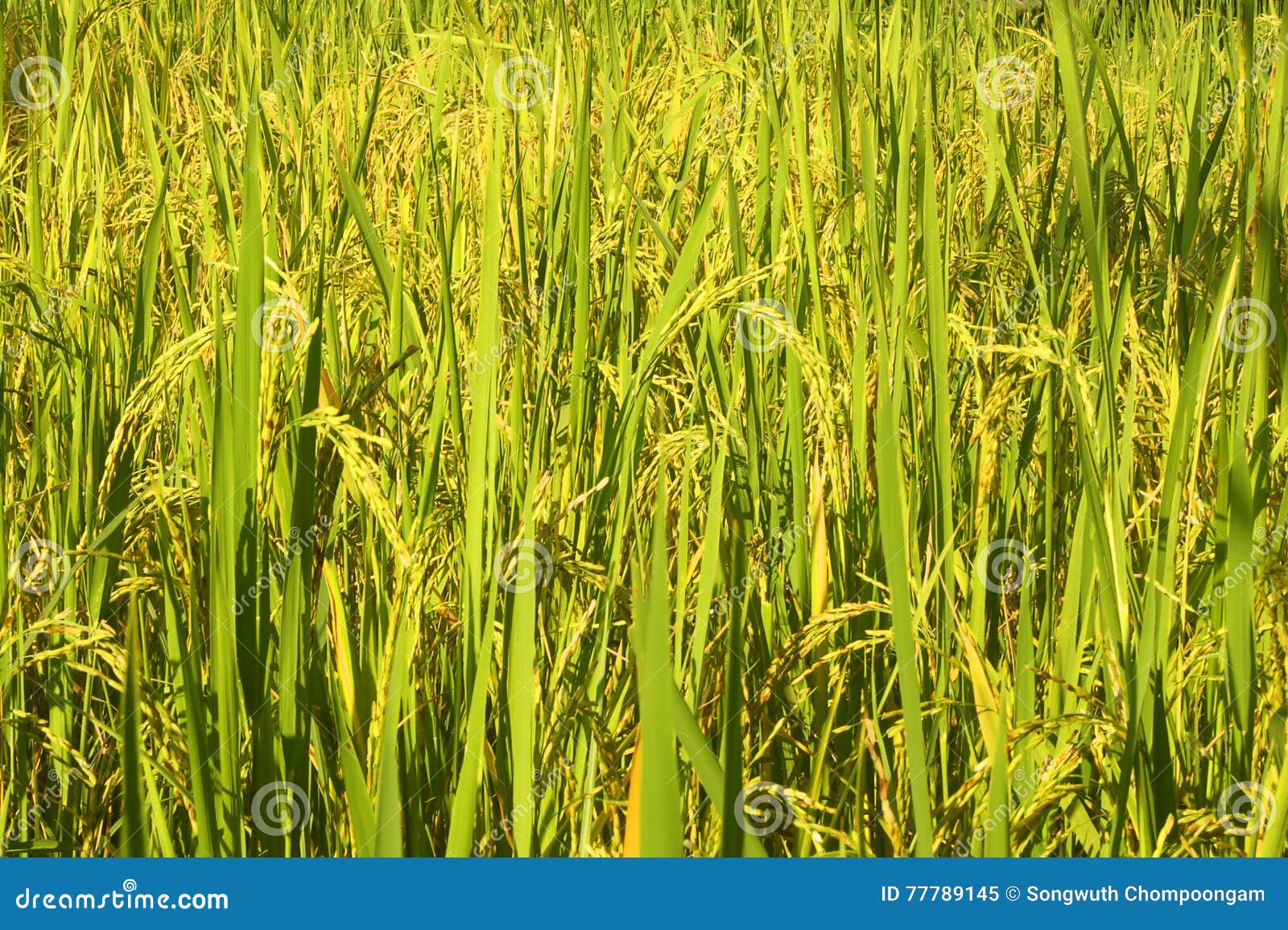Paddy Rice Greenery that Humans Use To Make Food Stock Image - Image of ...
