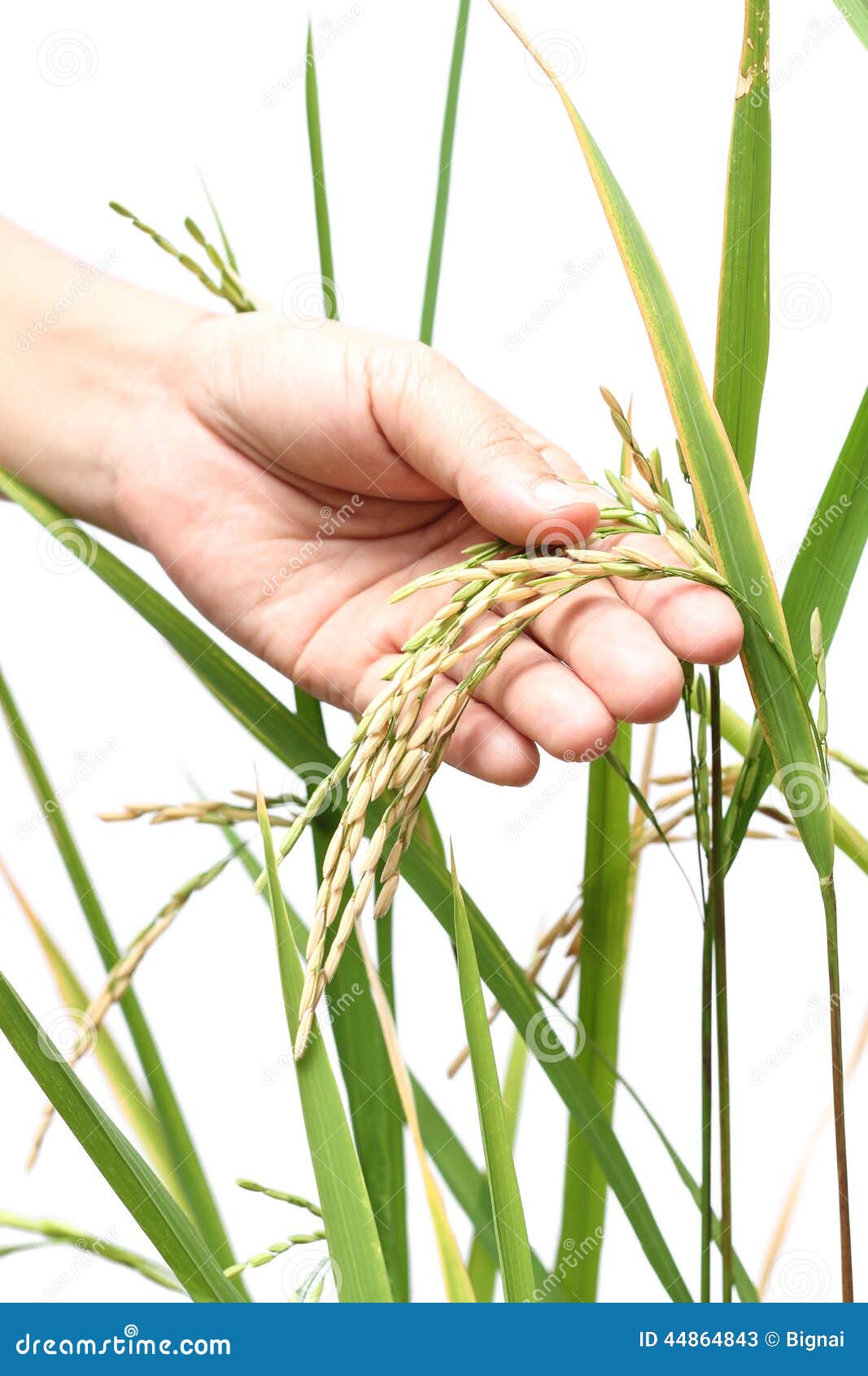 Paddy Rice and hand stock image. Image of hand, touching - 44864843