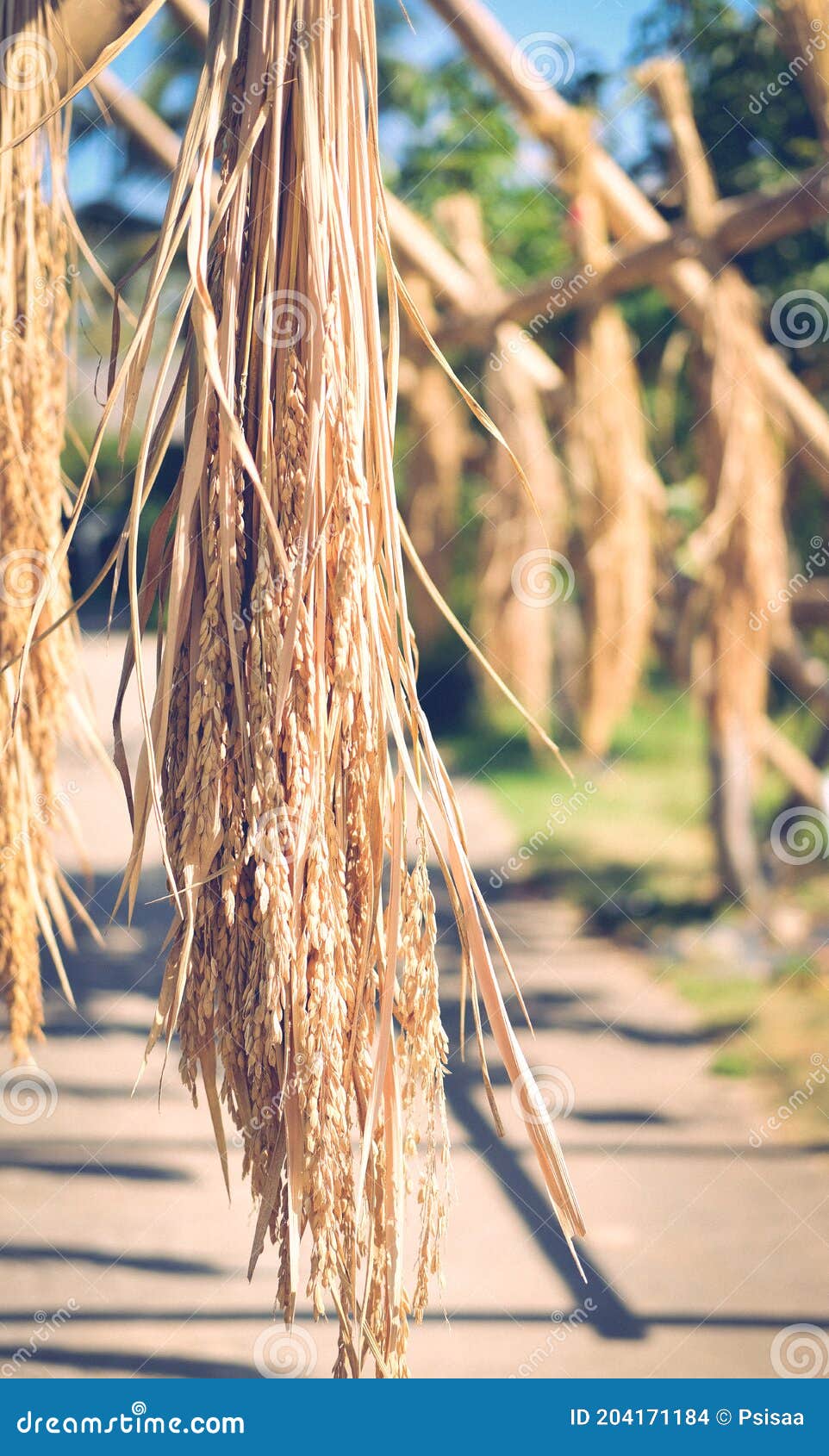 Paddy Rice Hanging on Bamboo Arch Stock Photo - Image of arch, paddy ...