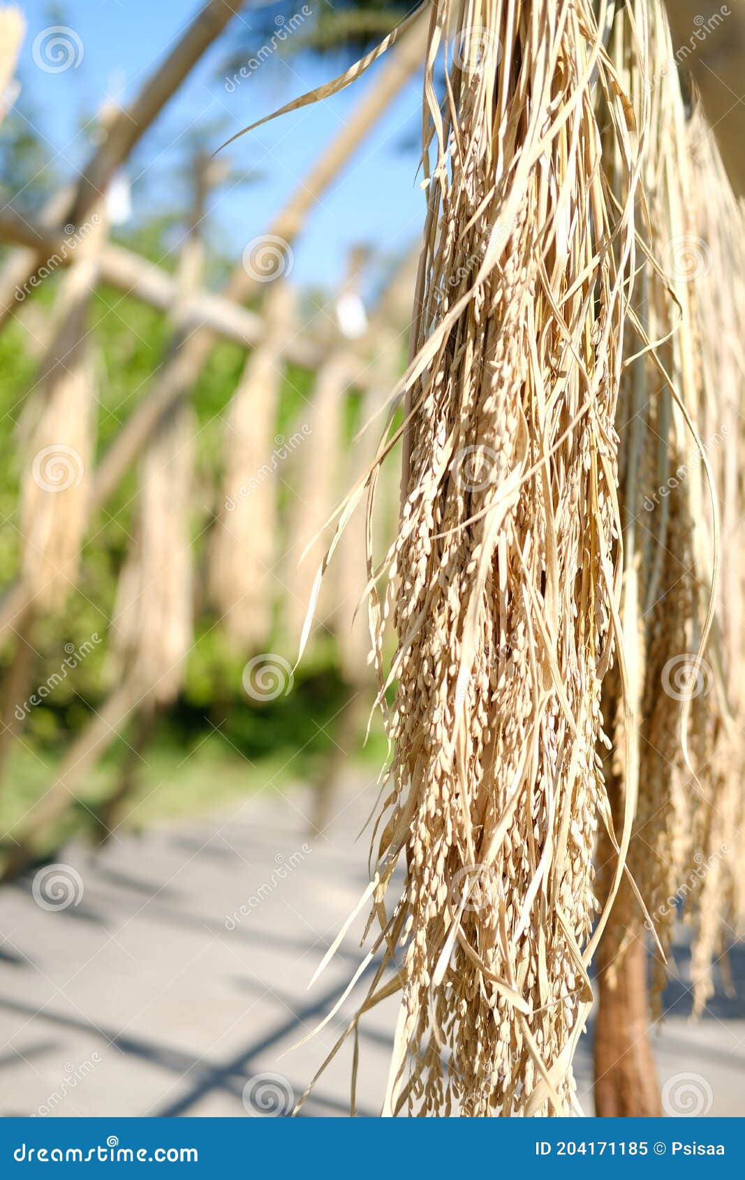 Paddy Rice Hanging on Bamboo Arch Stock Image - Image of paddy, seed ...