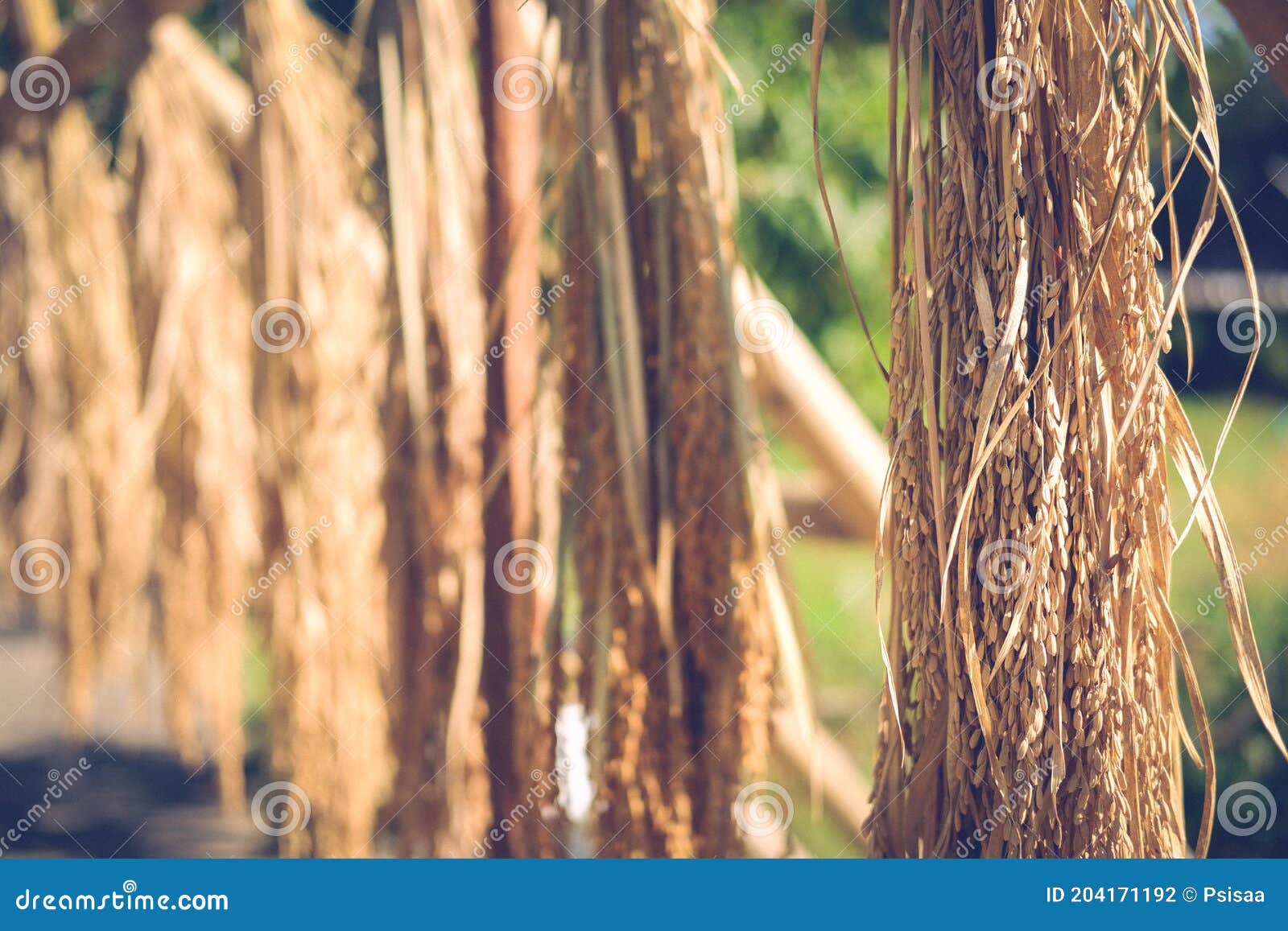 Paddy Rice Hanging on Bamboo Arch Stock Photo - Image of cereal, seed ...