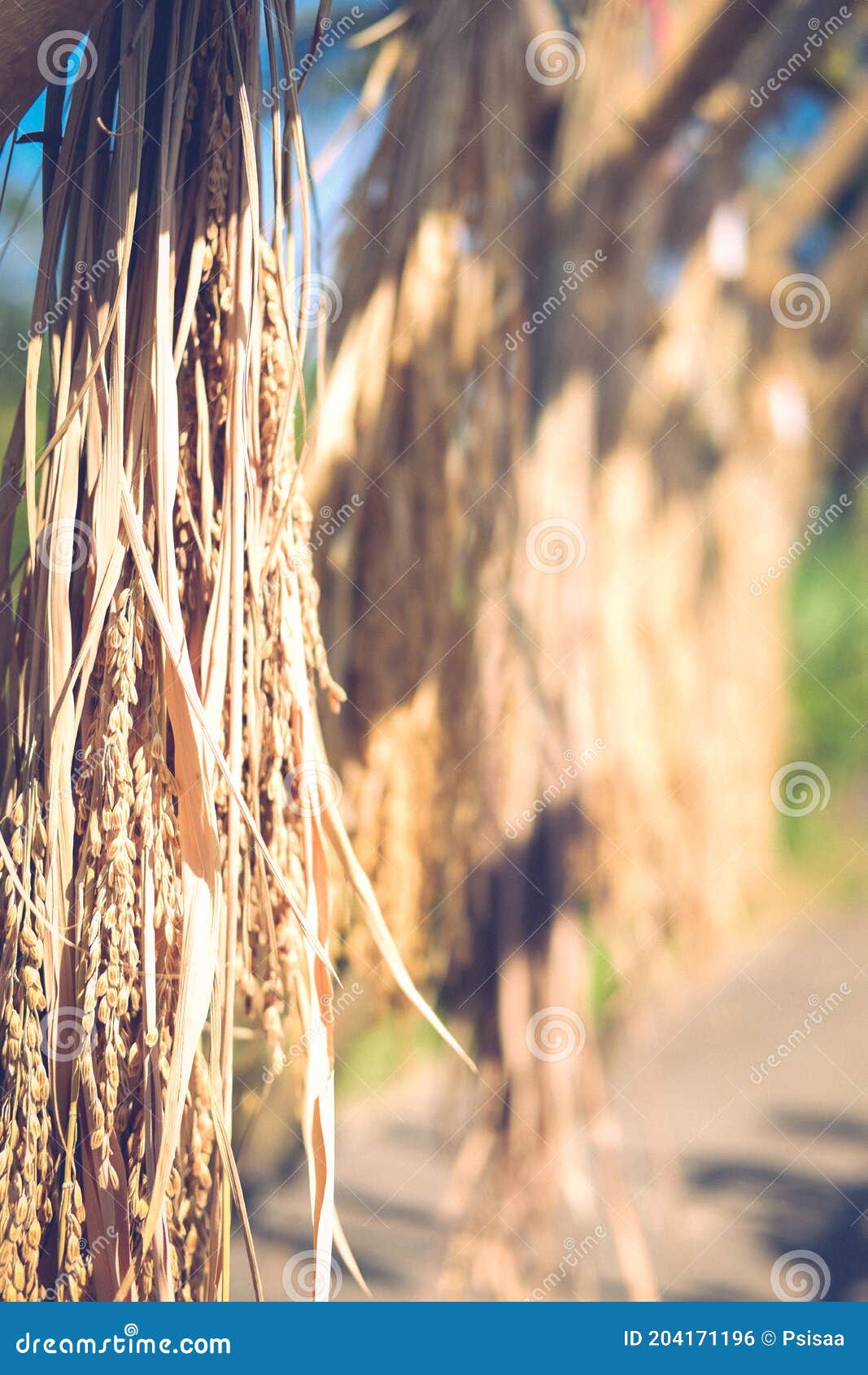 Paddy Rice Hanging on Bamboo Arch Stock Photo - Image of harvest, food ...