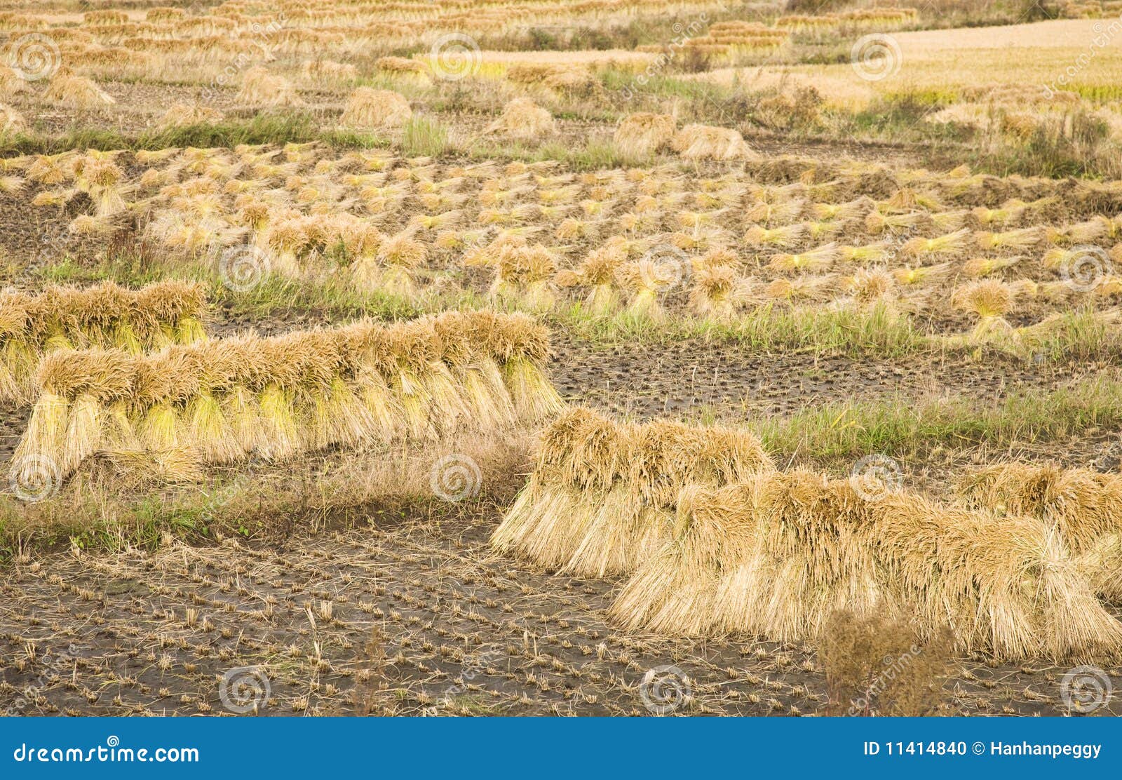 Paddy rice harvest stock photo. Image of grassland, country - 11414840