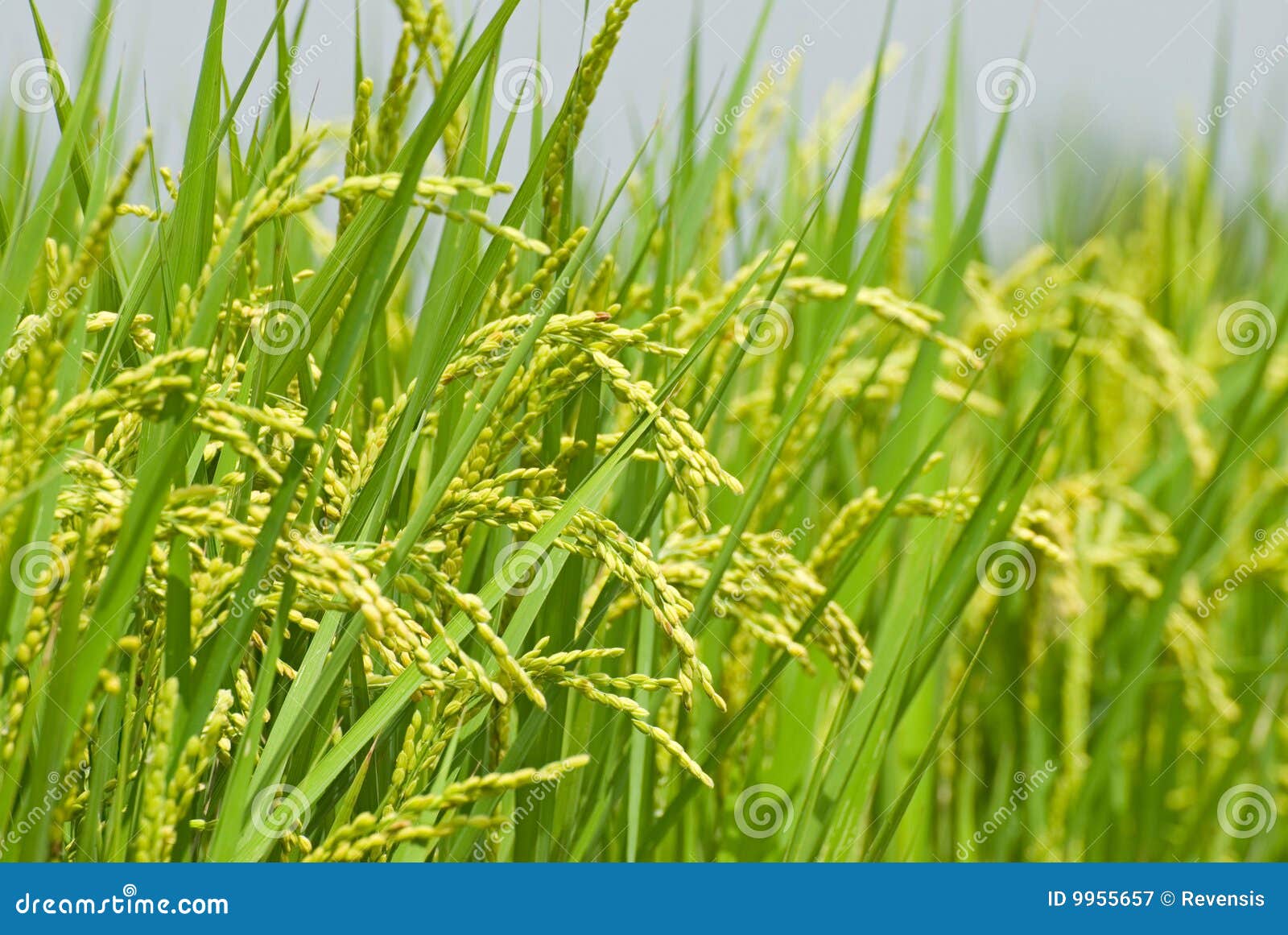 Paddy rice harvest stock image. Image of field, countryside - 9955657
