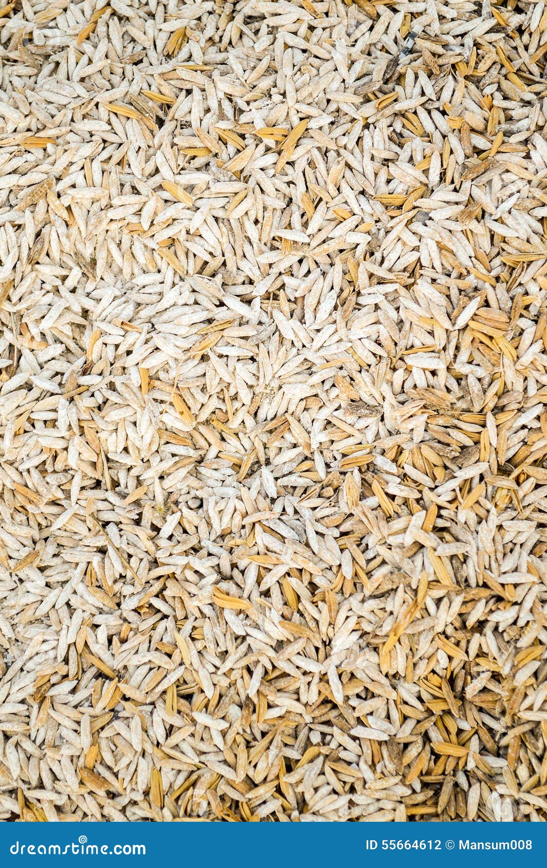 Paddy rice husk stock photo. Image of seed, rice, agricultire - 55664612