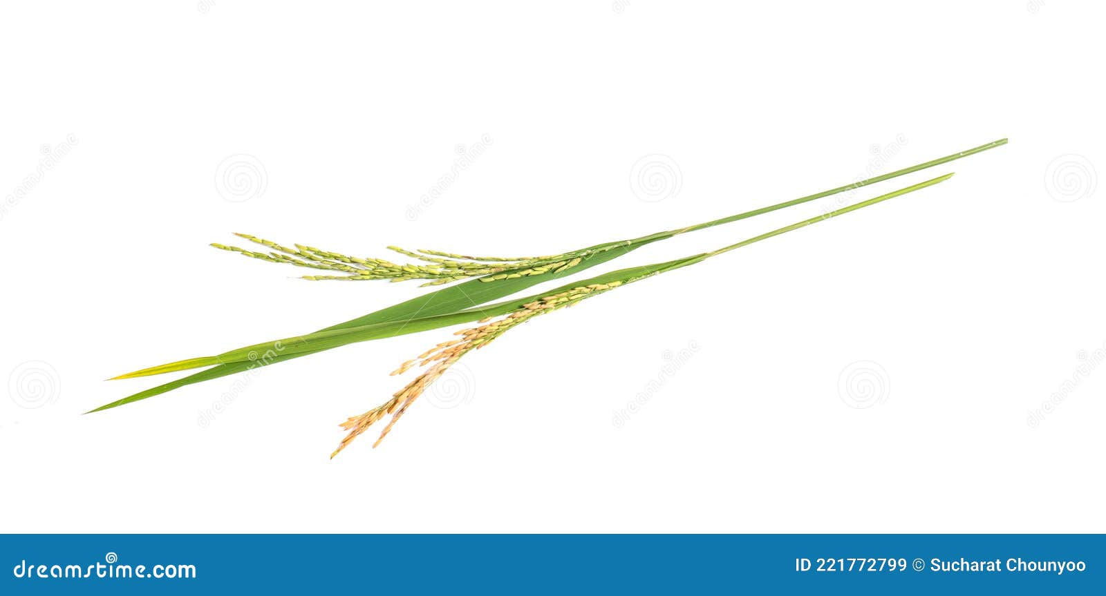Paddy Rice Isolated on White Background Stock Image - Image of asian ...