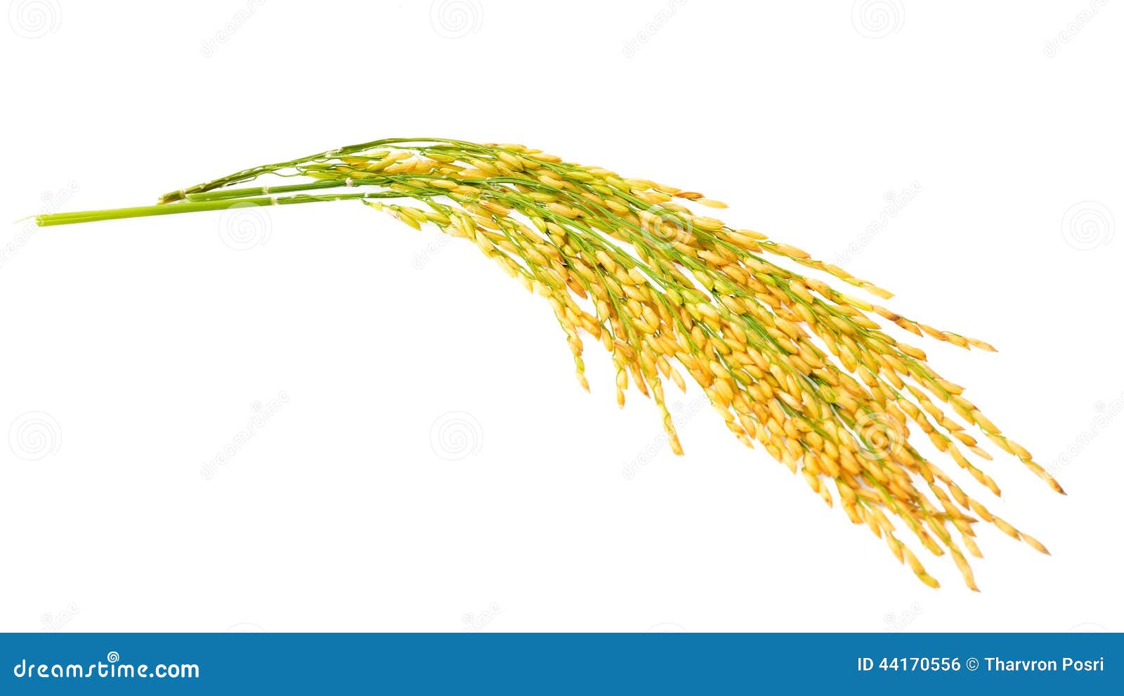 Paddy Rice Isolated on White Background Stock Photo - Image of cereal ...