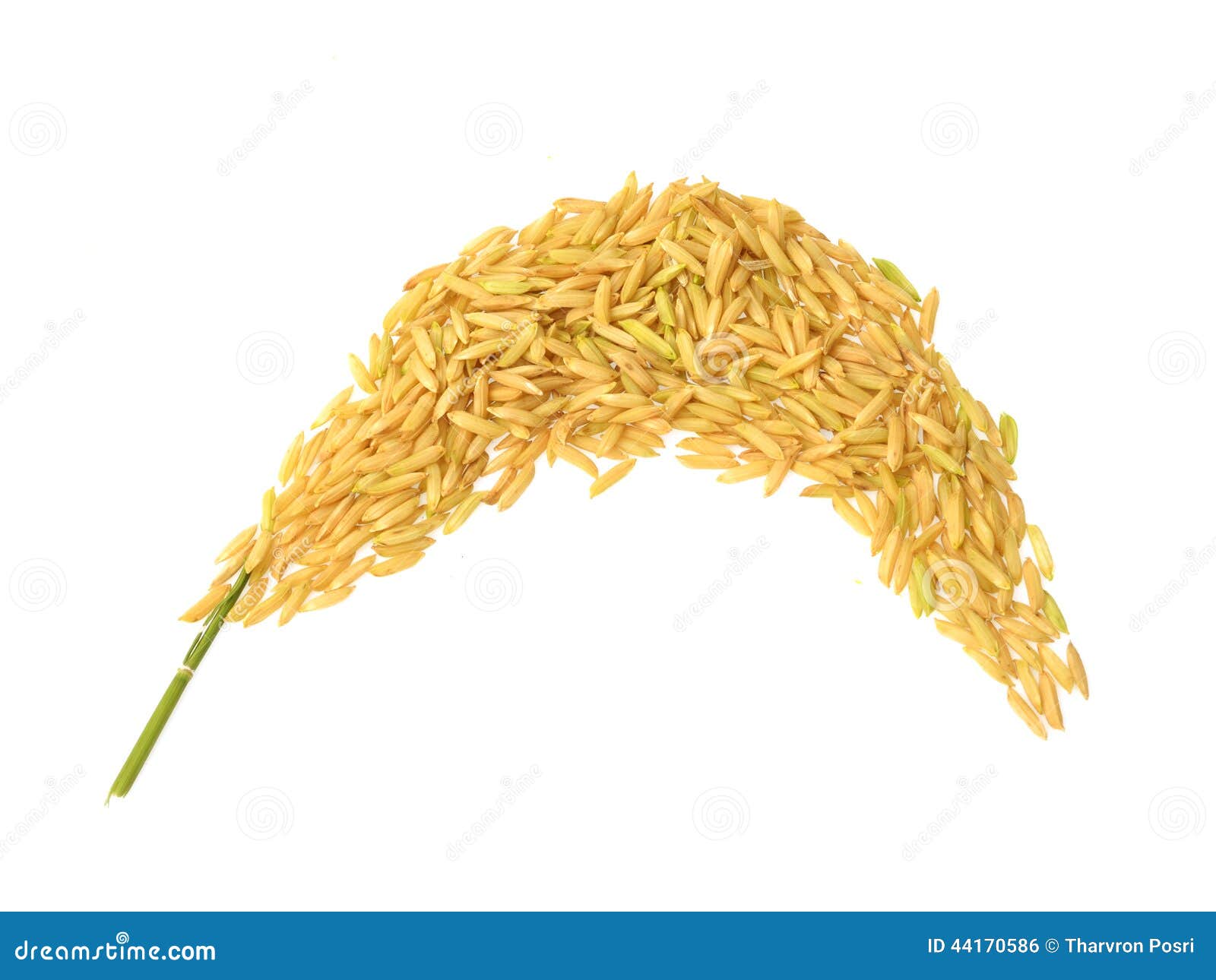Paddy Rice Isolated on White Background Stock Photo - Image of ...