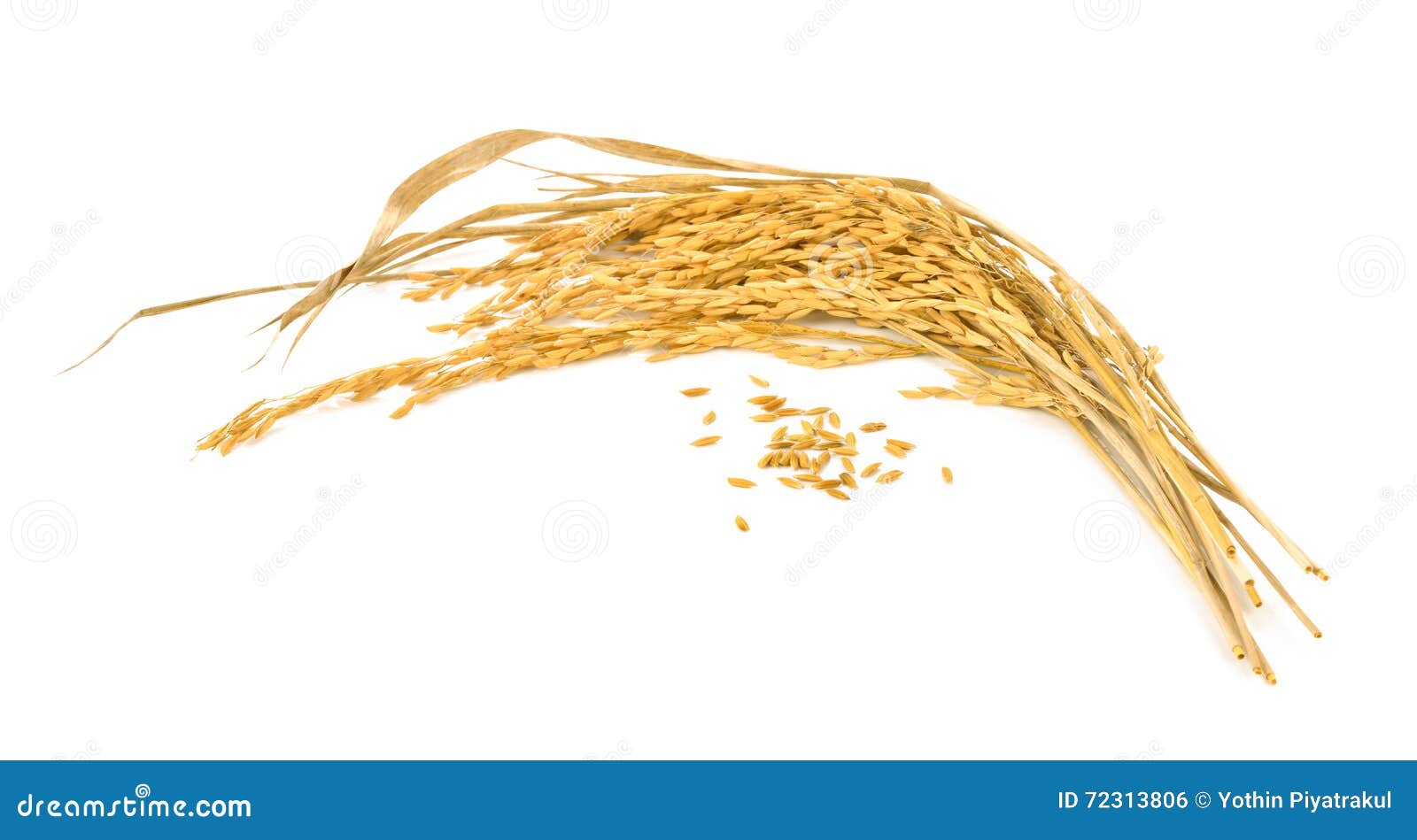 Paddy Rice Isolated on White Background Stock Photo - Image of field ...