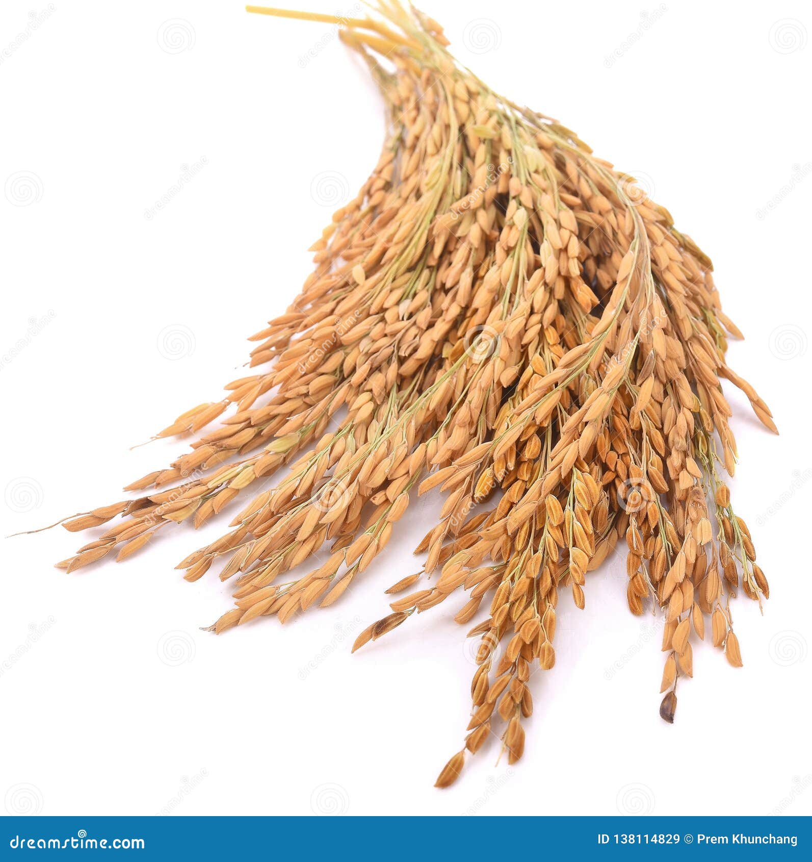 Paddy Rice Isolated on White Background Stock Image - Image of thai ...