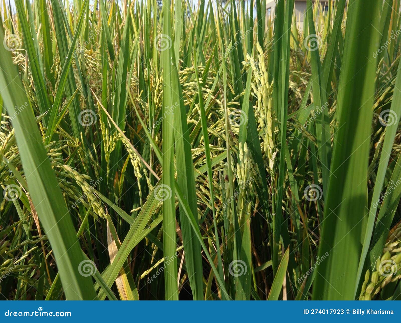 This is Paddy Rice from Kuningan Stock Image - Image of soil, grassland ...