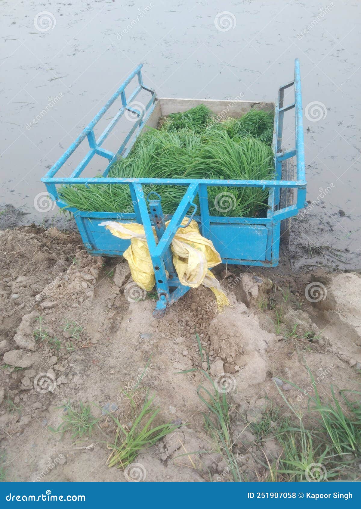 Paddy Rice Load on Mini Trolly Stock Photo - Image of garden, rice ...