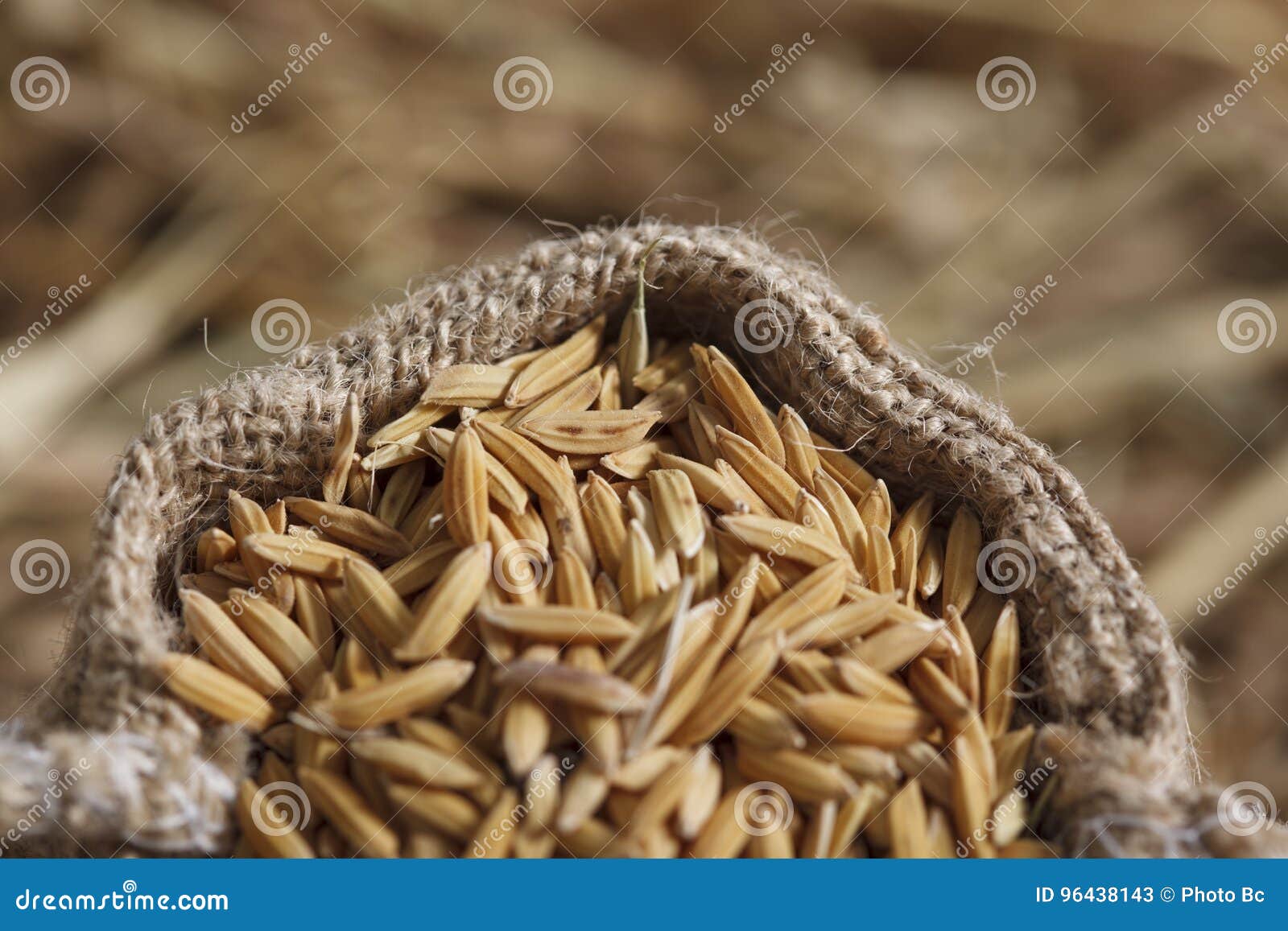 Paddy rice stock image. Image of food, farm, cereal, plant - 96438143