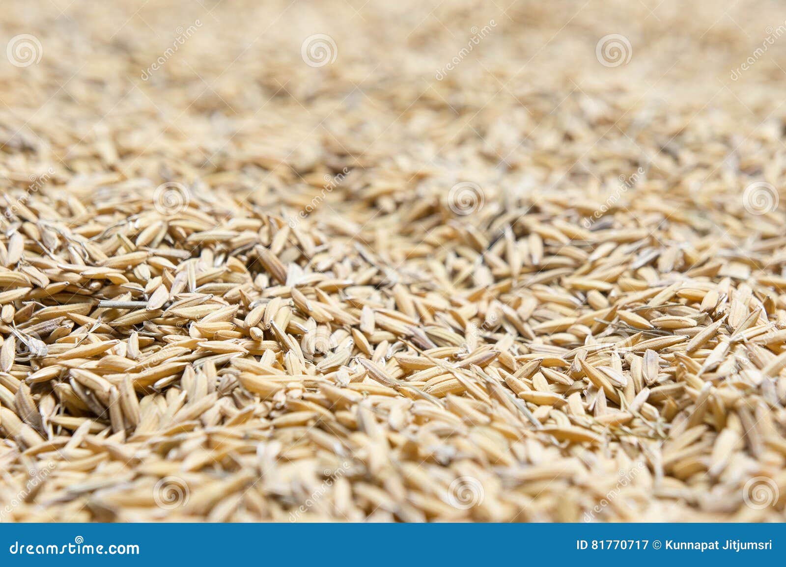 Paddy Rice, Paddy Rice Has Not Shell Out. Stock Image - Image of ...