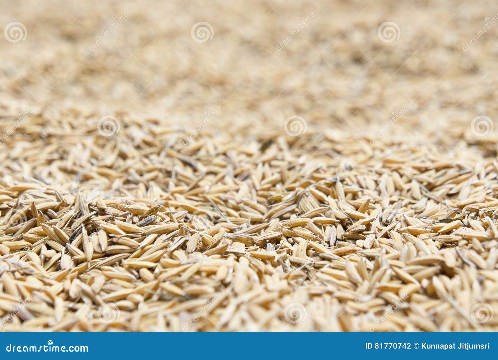 Paddy Rice, Paddy Rice Has Not Shell Out. Stock Photo - Image of field ...
