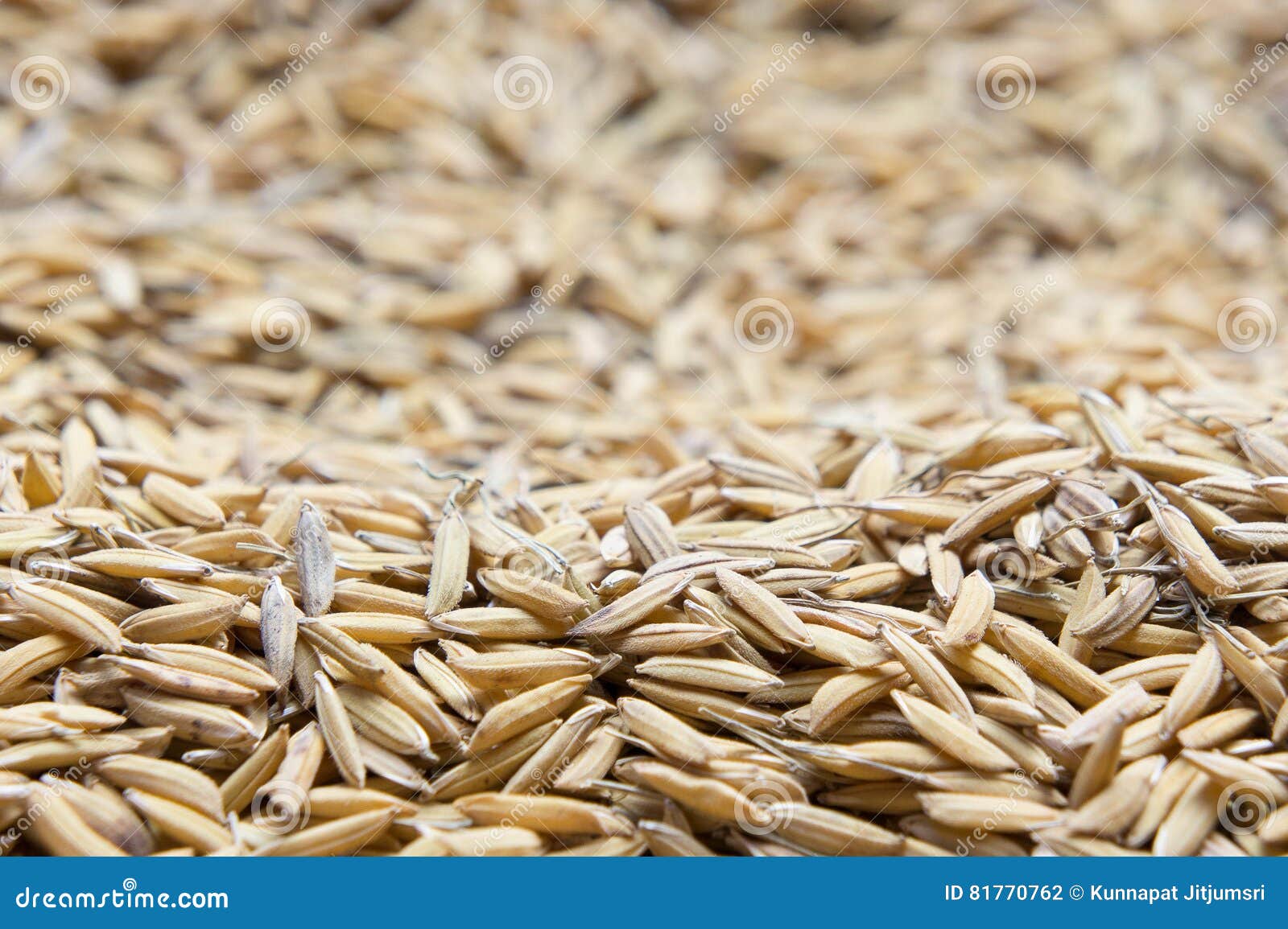 Paddy Rice, Paddy Rice Has Not Shell Out. Stock Photo - Image of ...