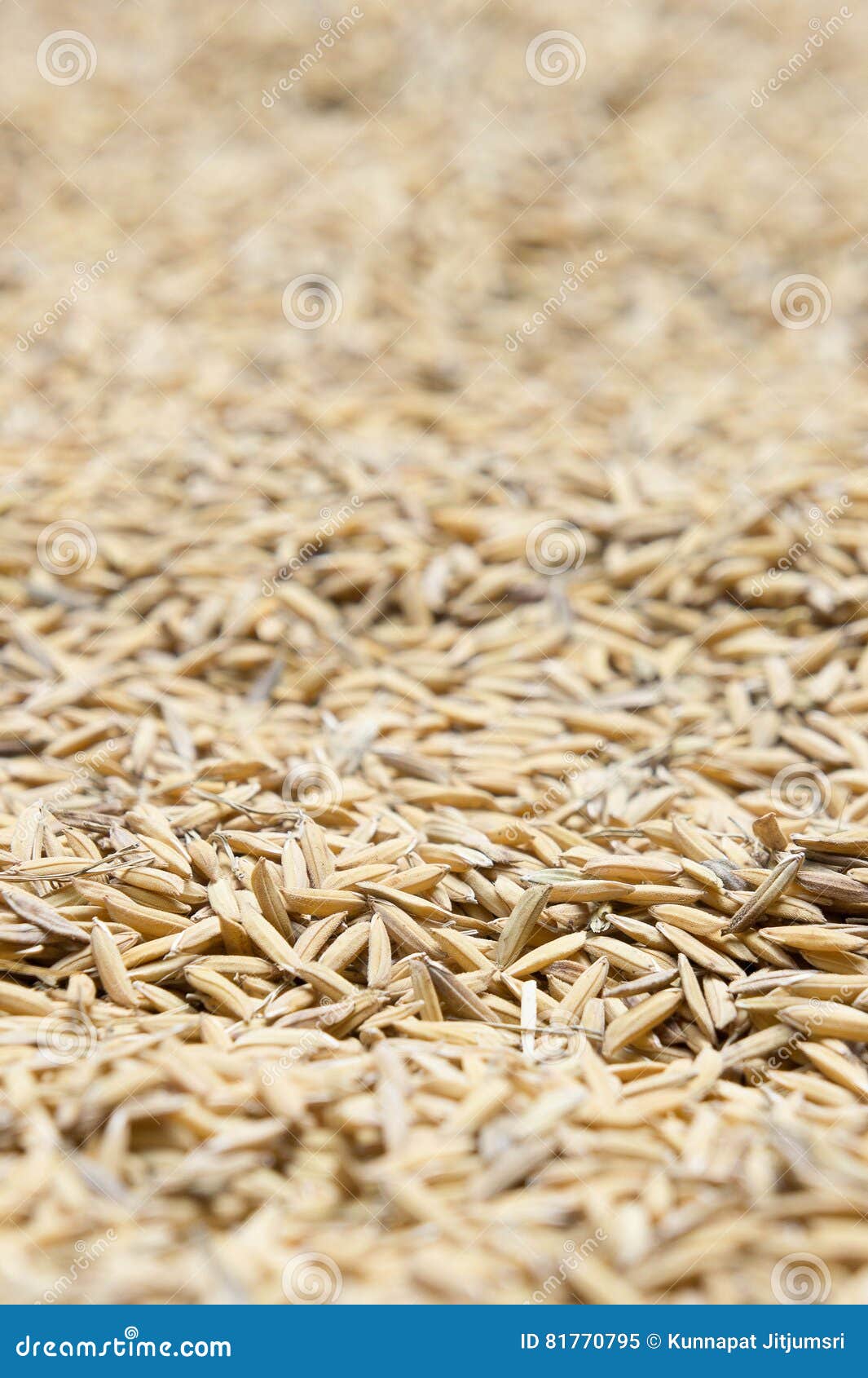 Paddy Rice, Paddy Rice Has Not Shell Out. Stock Image - Image of close ...