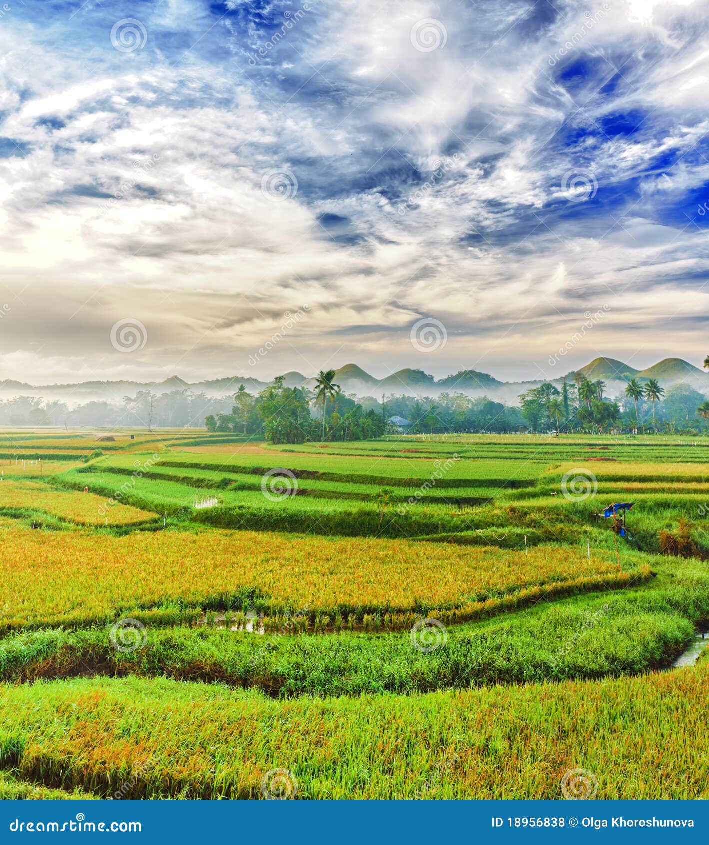 Paddy rice panorama stock photo. Image of palmtree, plant - 18956838