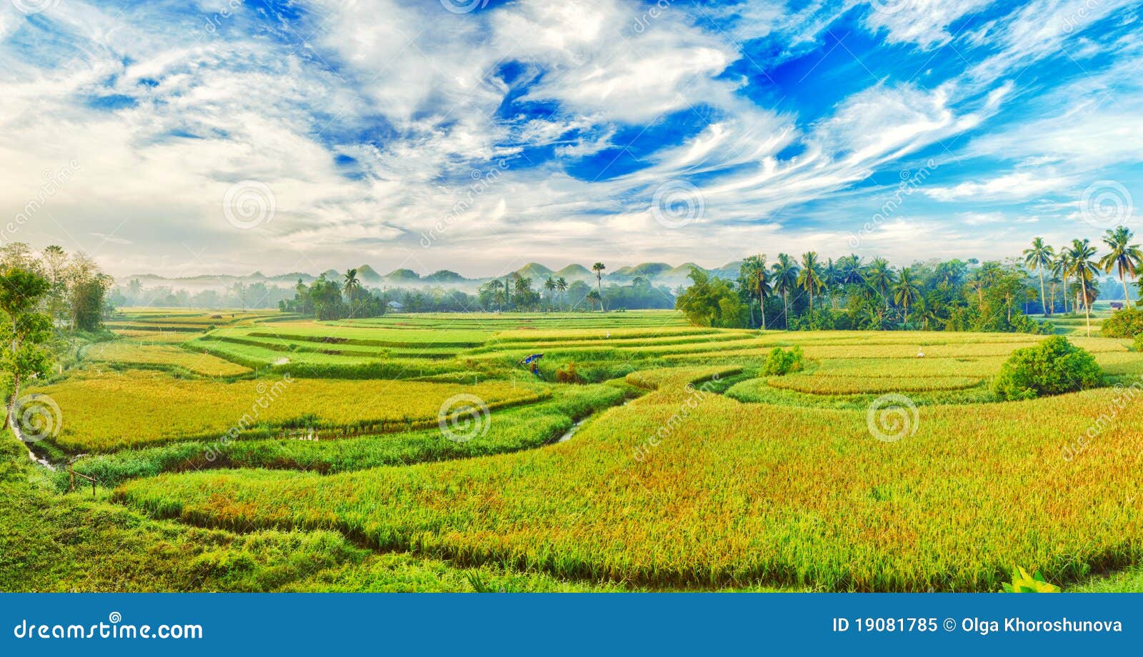 Paddy Rice For Texture Royalty-Free Stock Image | CartoonDealer.com ...