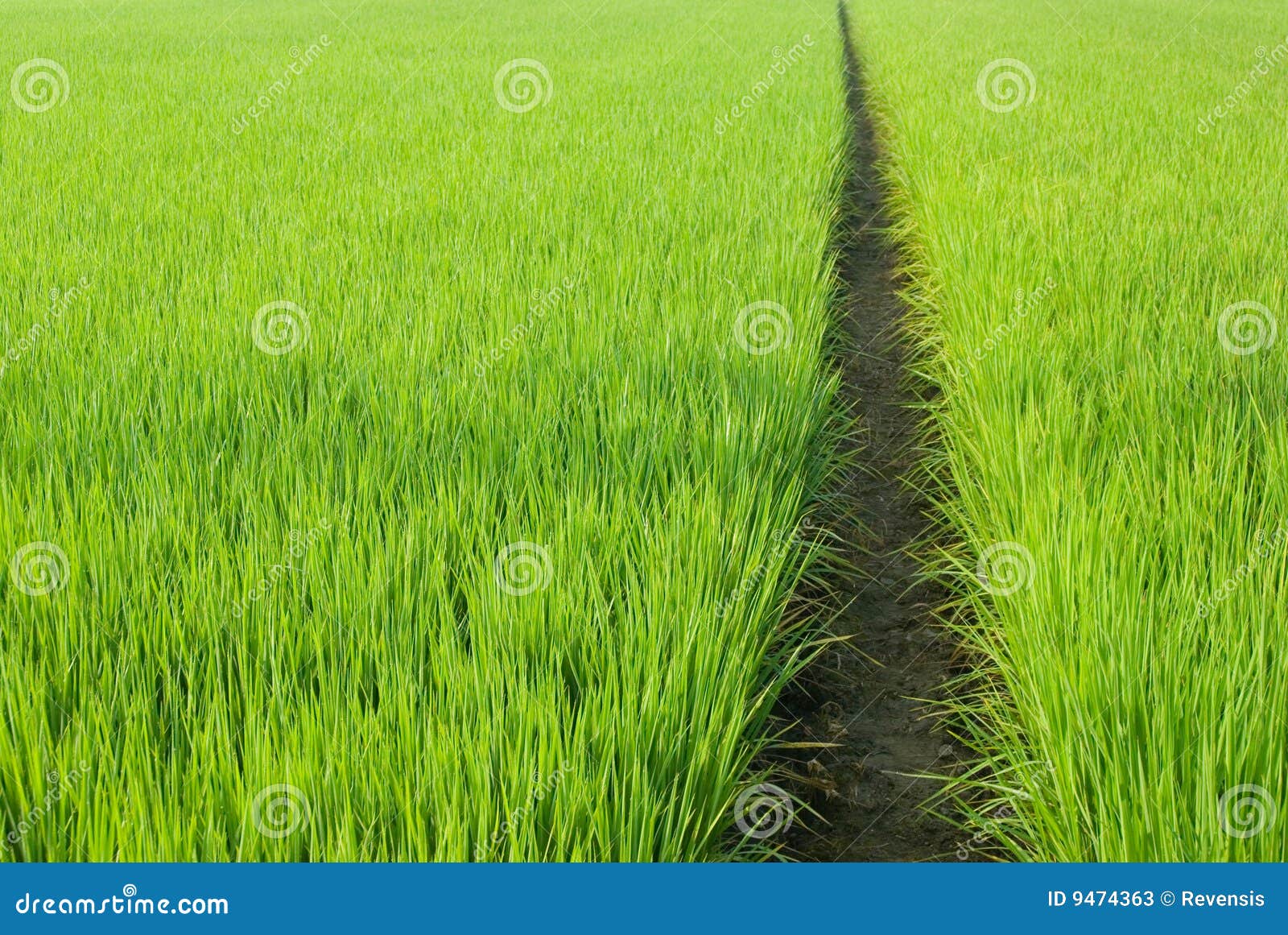 2,106 Paddy Rice Path Green Field Stock Photos - Free & Royalty-Free ...