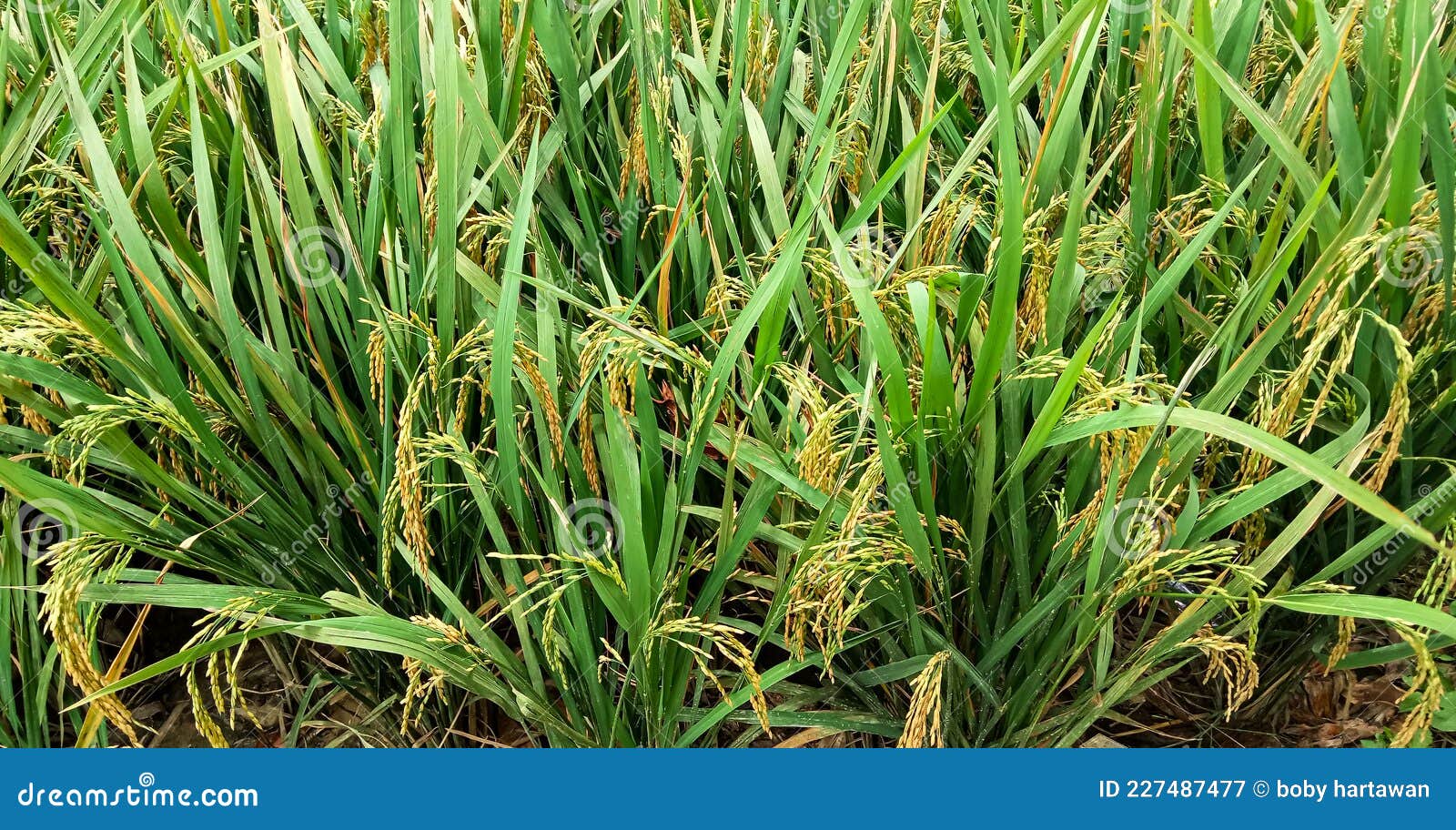Paddy rice plant stock image. Image of leaf, crop, grass - 227487477