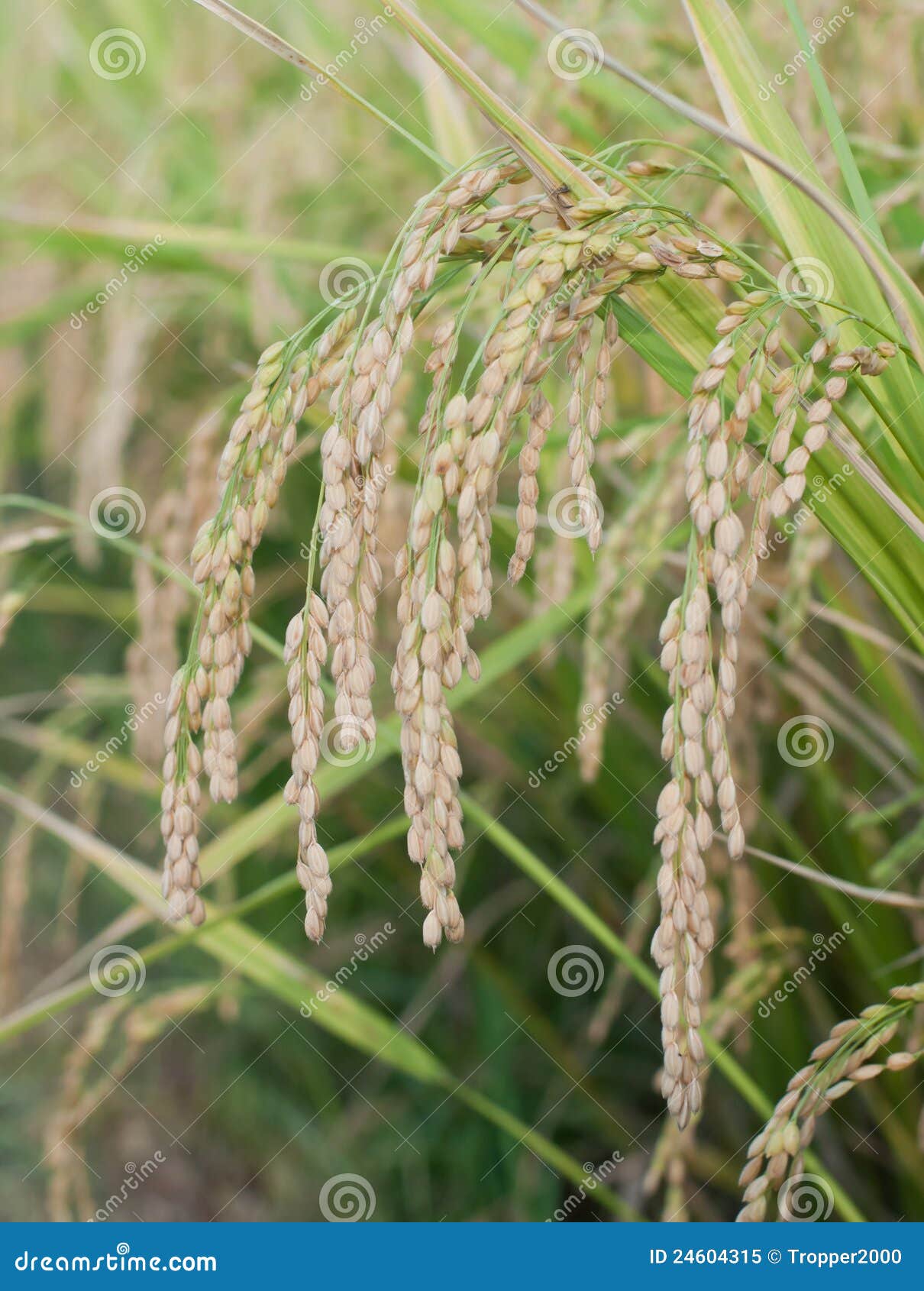 Paddy rice plant stock image. Image of fresh, field, cereal - 24604315