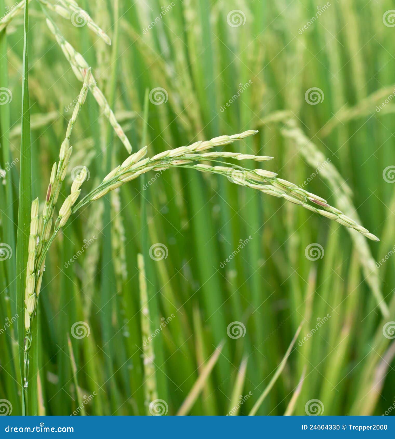 Paddy rice plant stock photo. Image of food, farm, field - 24604330