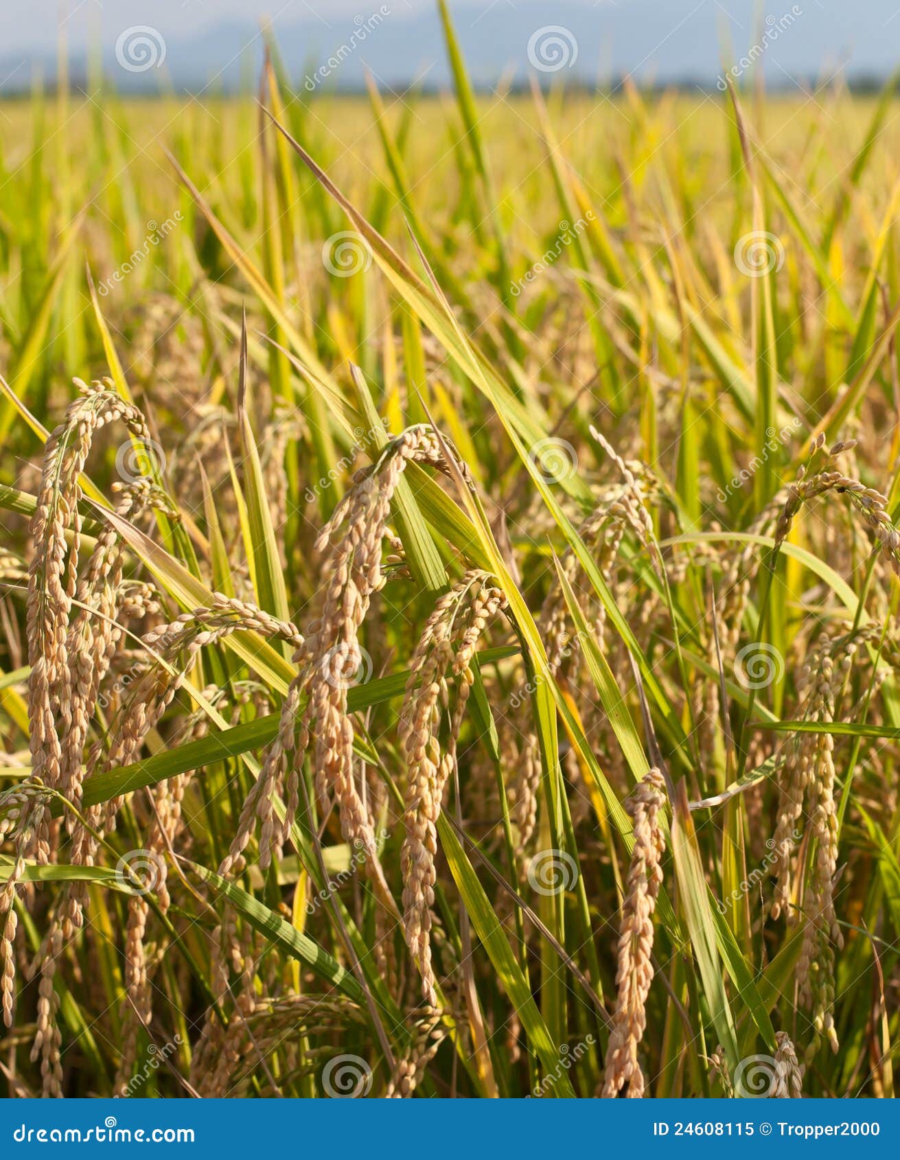 Paddy rice plant stock image. Image of beautiful, flora - 24608115