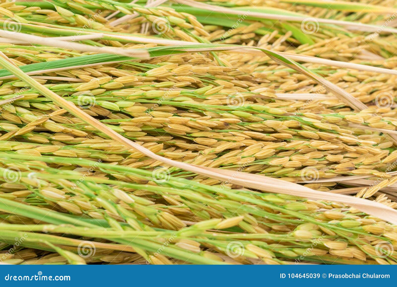 Paddy, Rice Plant in Closeup Stock Image - Image of closeup, season ...