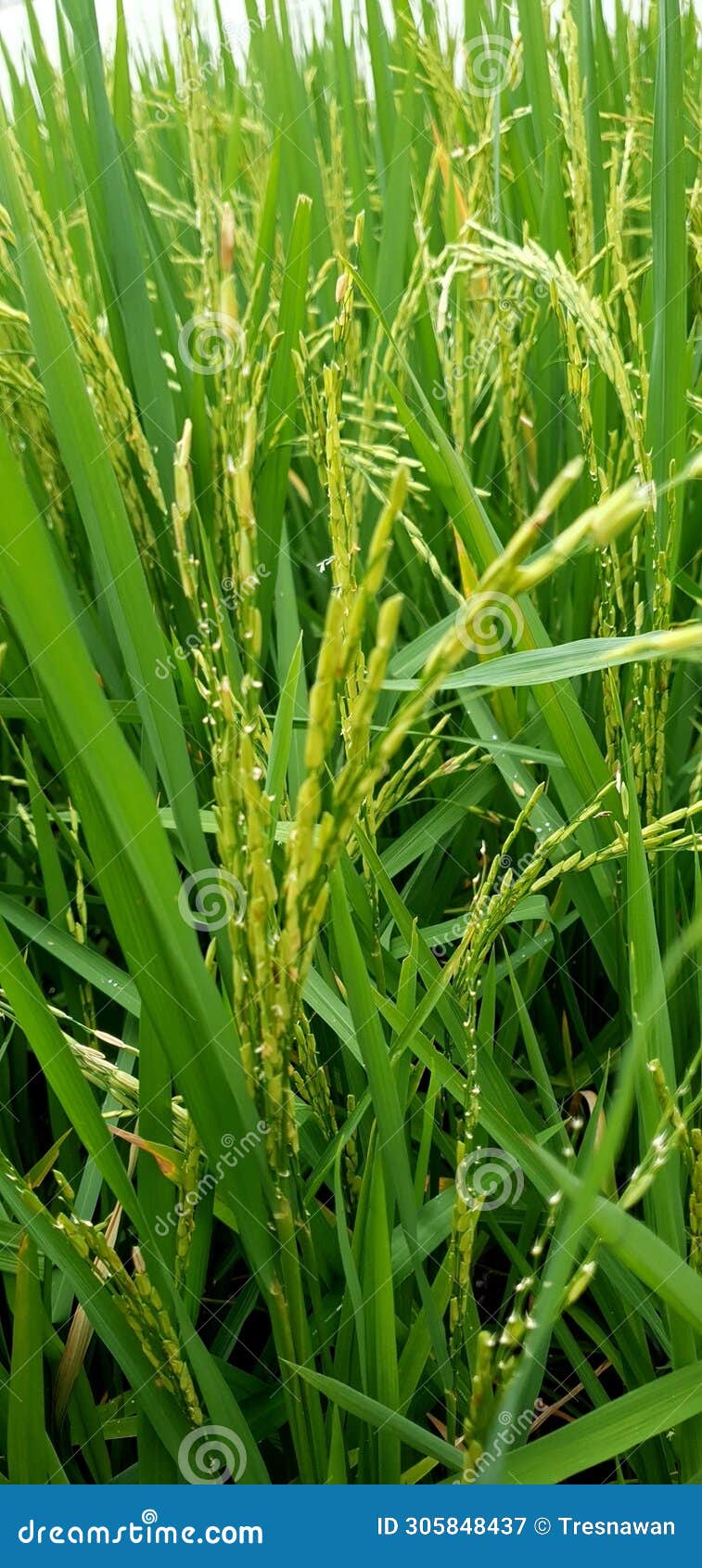 Paddy, rice, plant, field stock image. Image of farming - 305848437