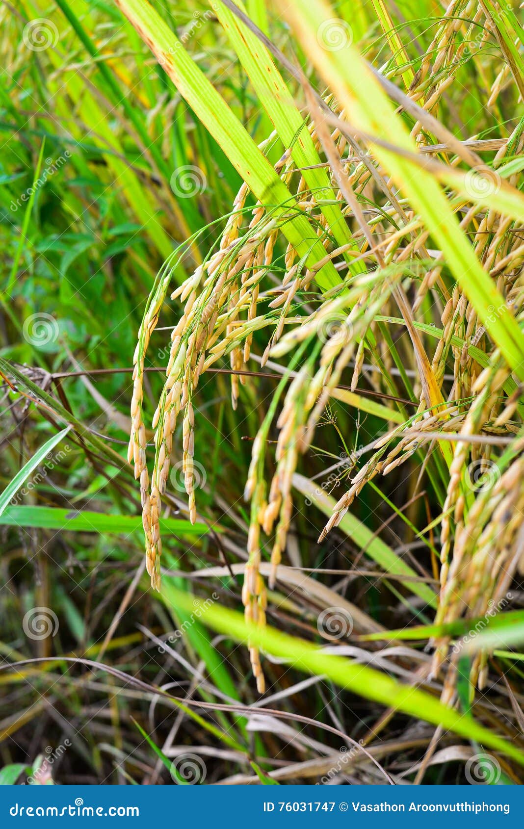 Paddy on the Rice Plant stock image. Image of paddy, plant - 76031747