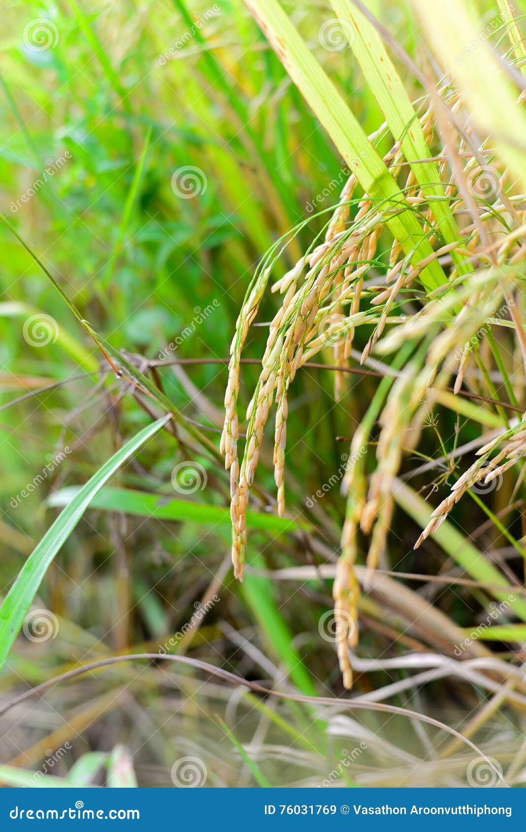 Paddy on the Rice Plant stock image. Image of rice, asia - 76031769