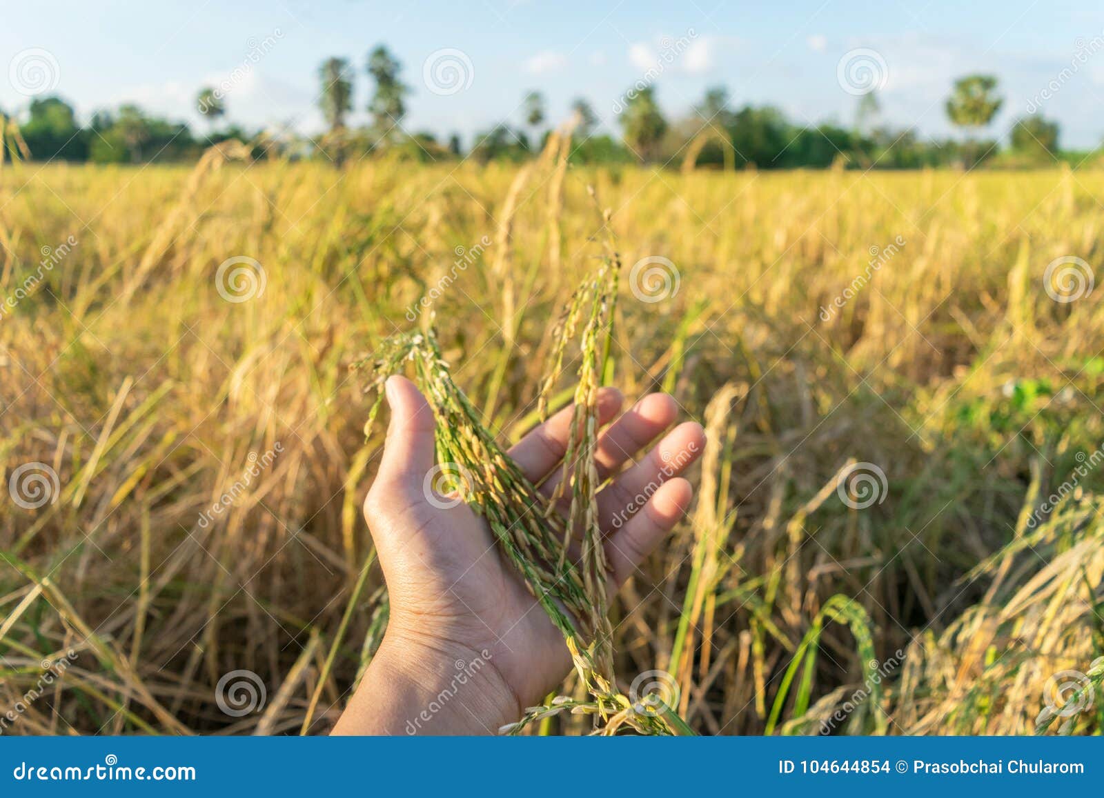 Paddy, Rice Plant and Hand in Front Stock Photo - Image of closeup ...