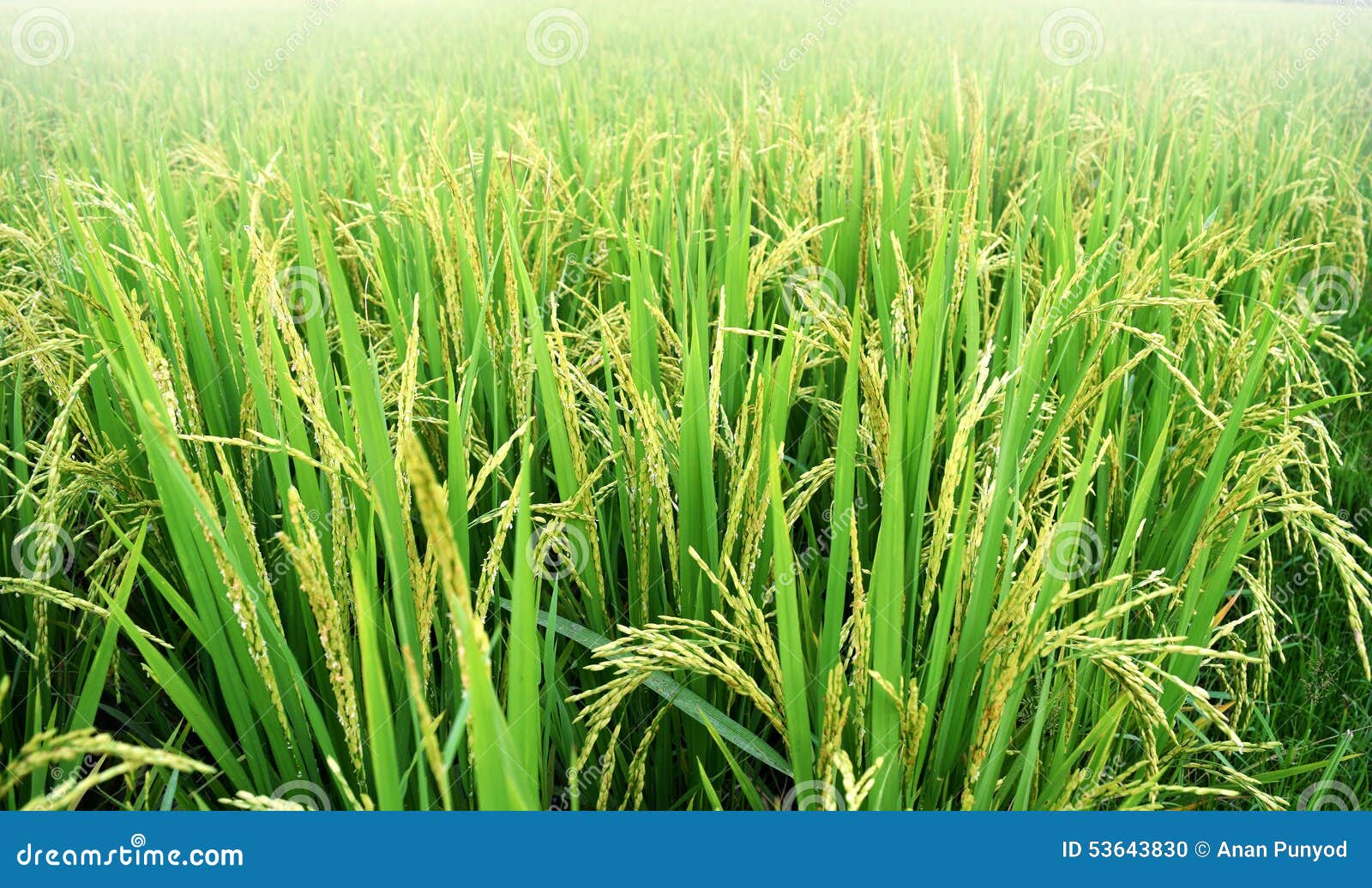 Paddy Rice Plant in Rice Field , Thailand Stock Photo - Image of ...
