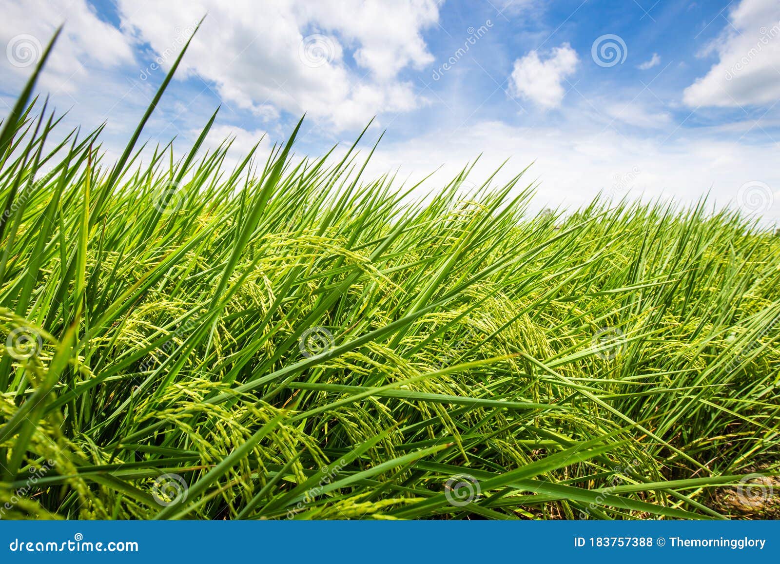Paddy Rice Plantation Field Ready for Harvest Stock Photo - Image of ...