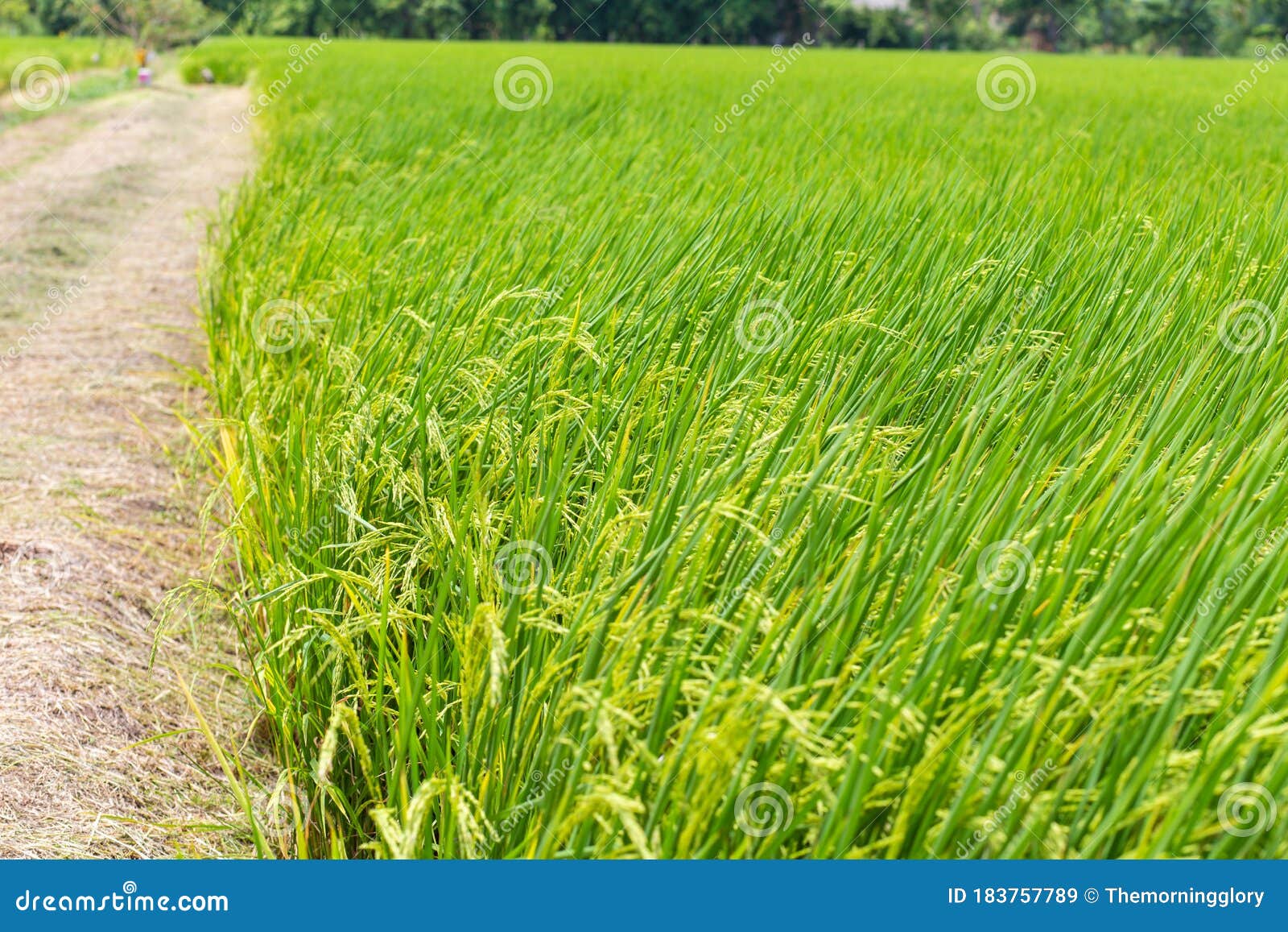 Paddy Rice Plantation Field Ready for Harvest Stock Image - Image of ...