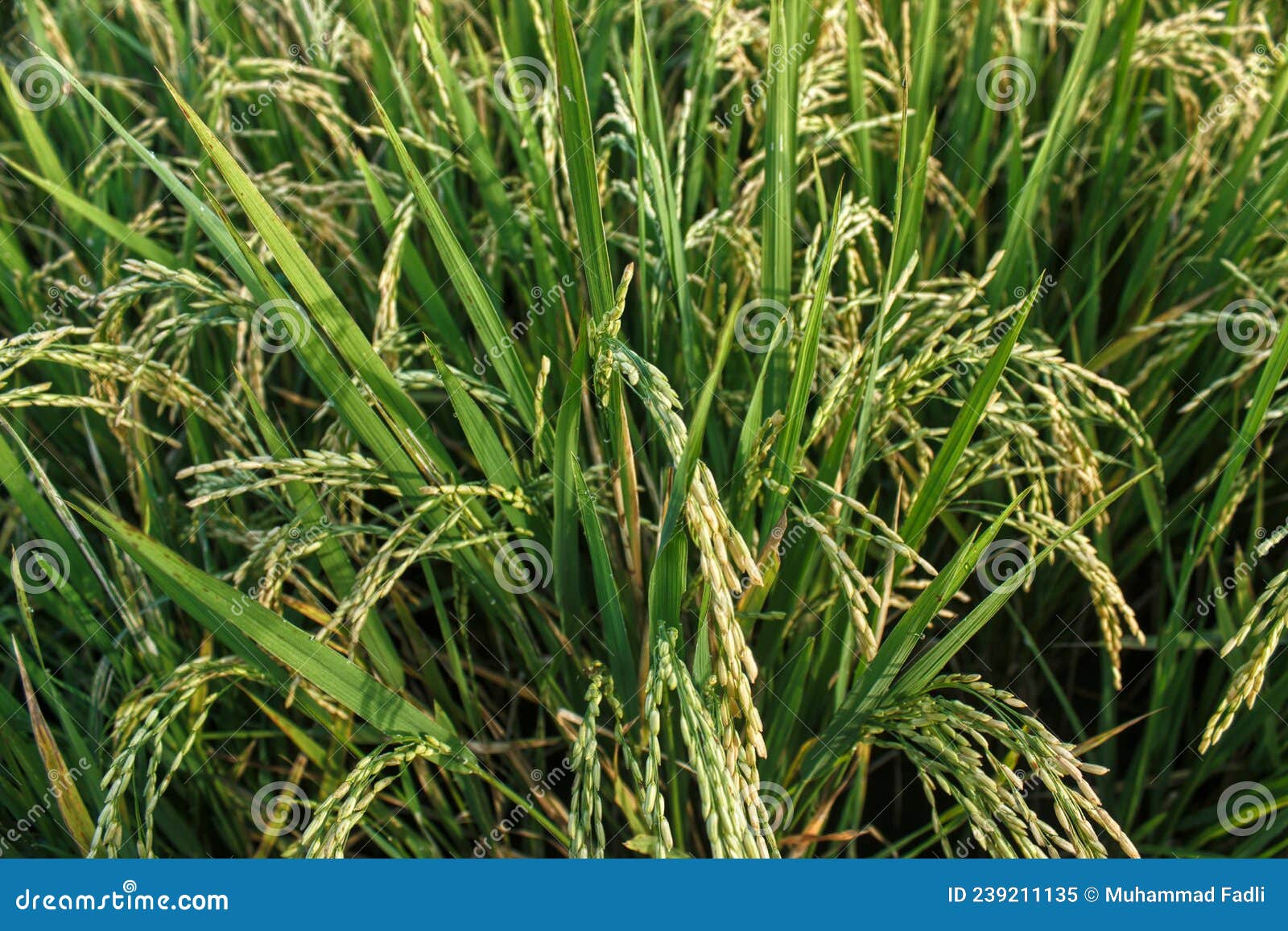 Paddy Rice Plants on Rice Fields Farming Subaim Halmahera Indonesia ...