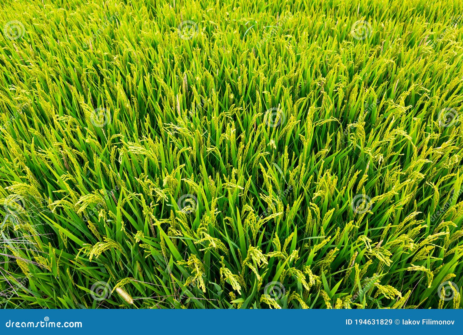 Paddy rice plants stock image. Image of care, fresh - 194631829