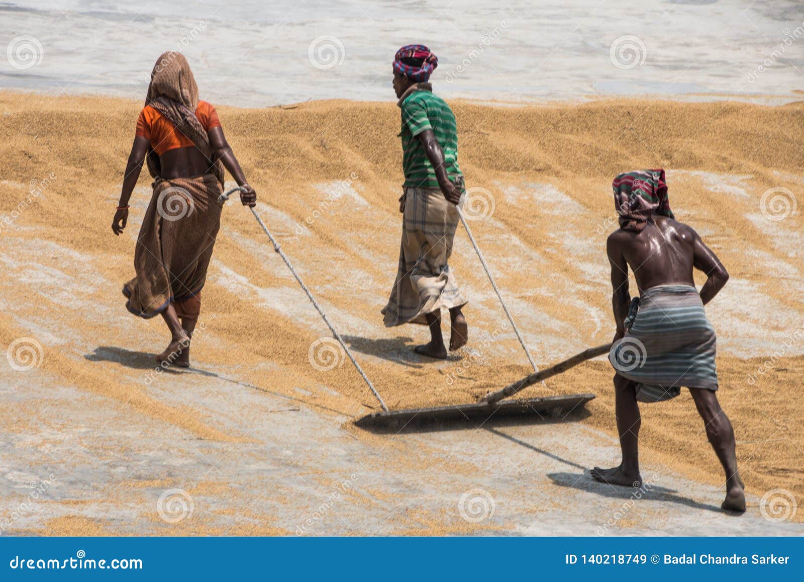 Paddy Rice Processing Worker of Bangladesh Editorial Stock Image ...