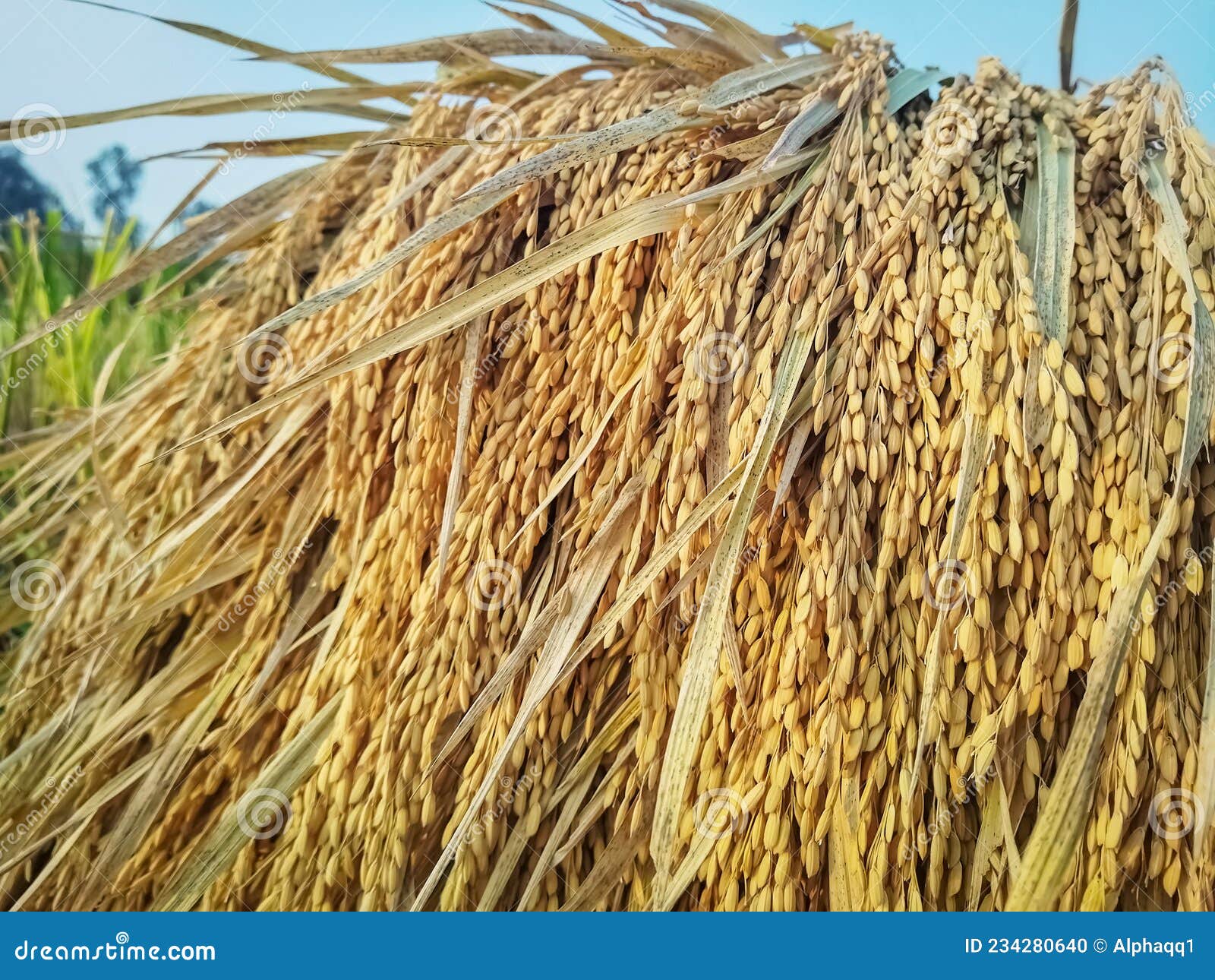 Paddy Rice Ready To Harvest Stock Photo - Image of rural, vegetable ...