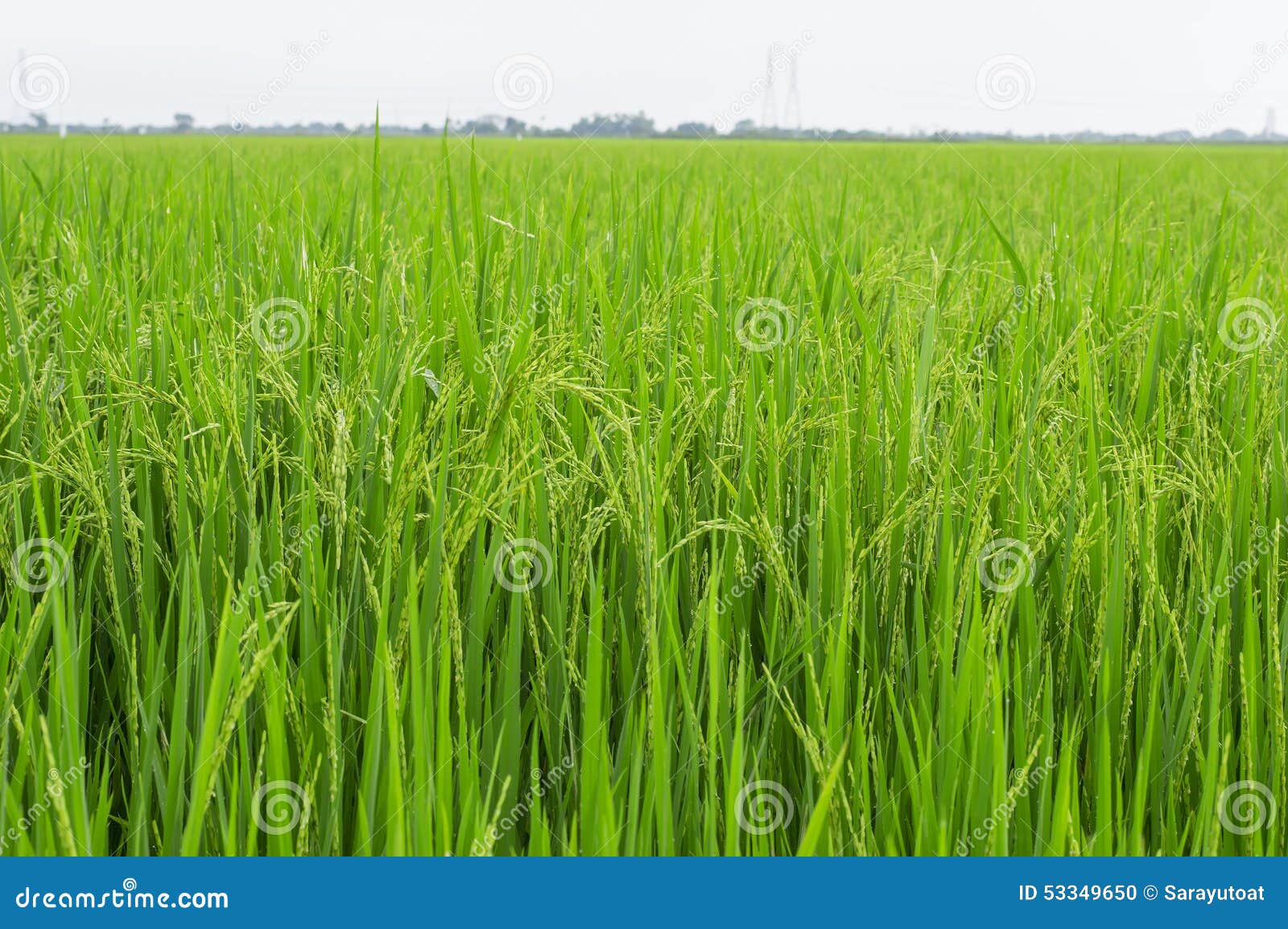 Paddy Rice , Rice Plant in Field and Drops of Rain Water Stock Photo ...