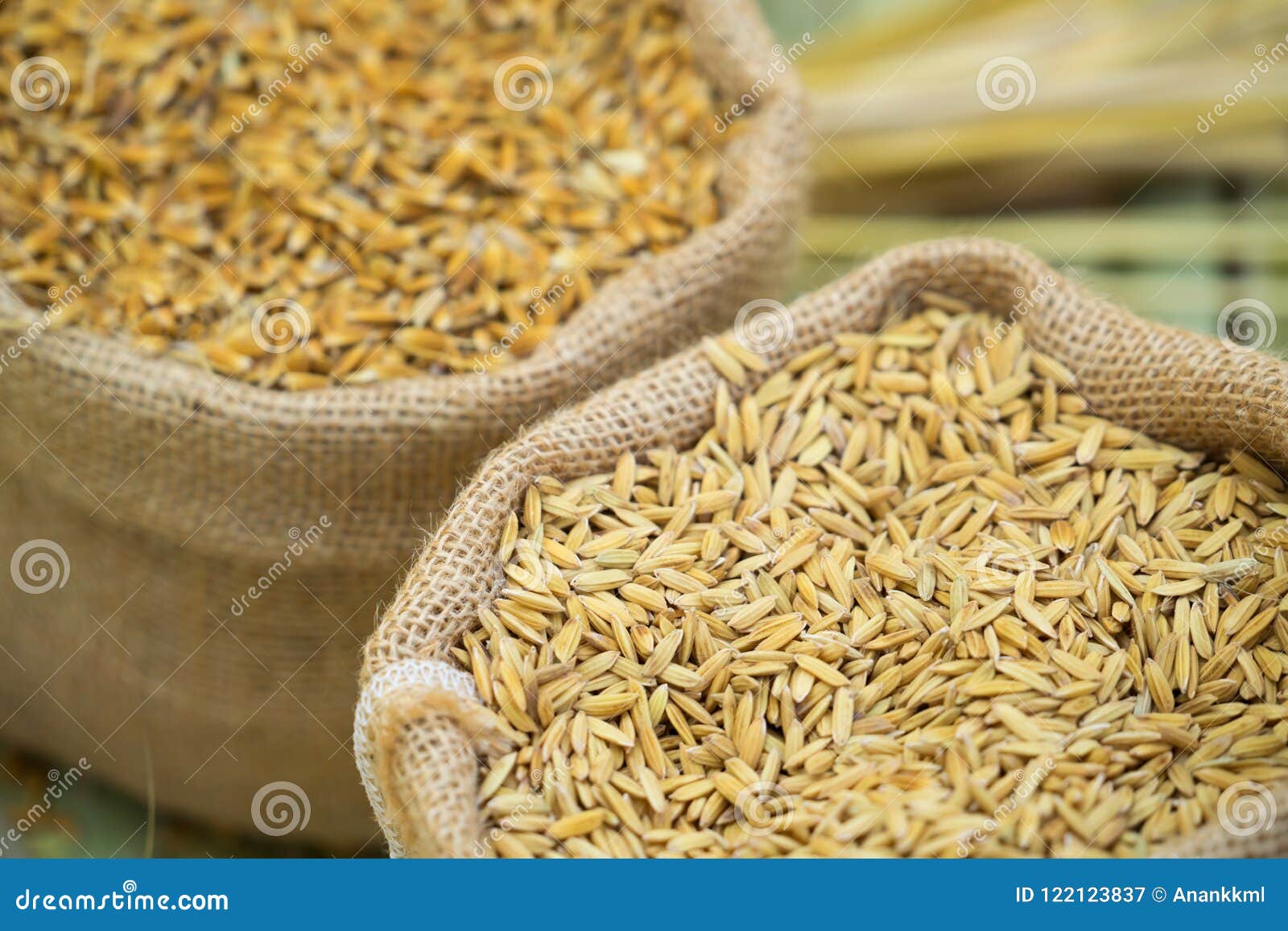 Paddy rice in sac stock image. Image of harvest, asia - 122123837