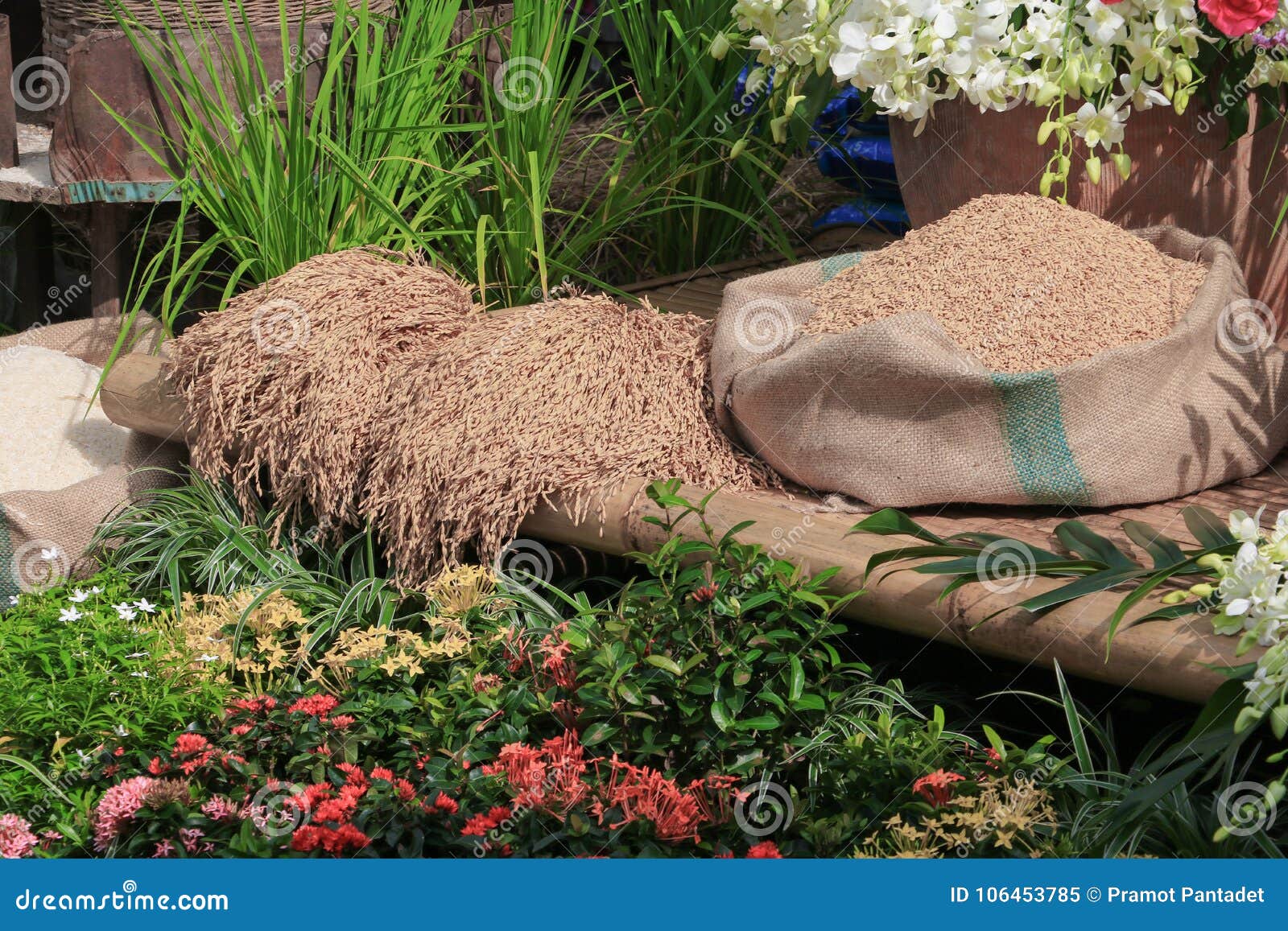 Paddy Rice in Sack with Copy Space Add Text Stock Image - Image of ...
