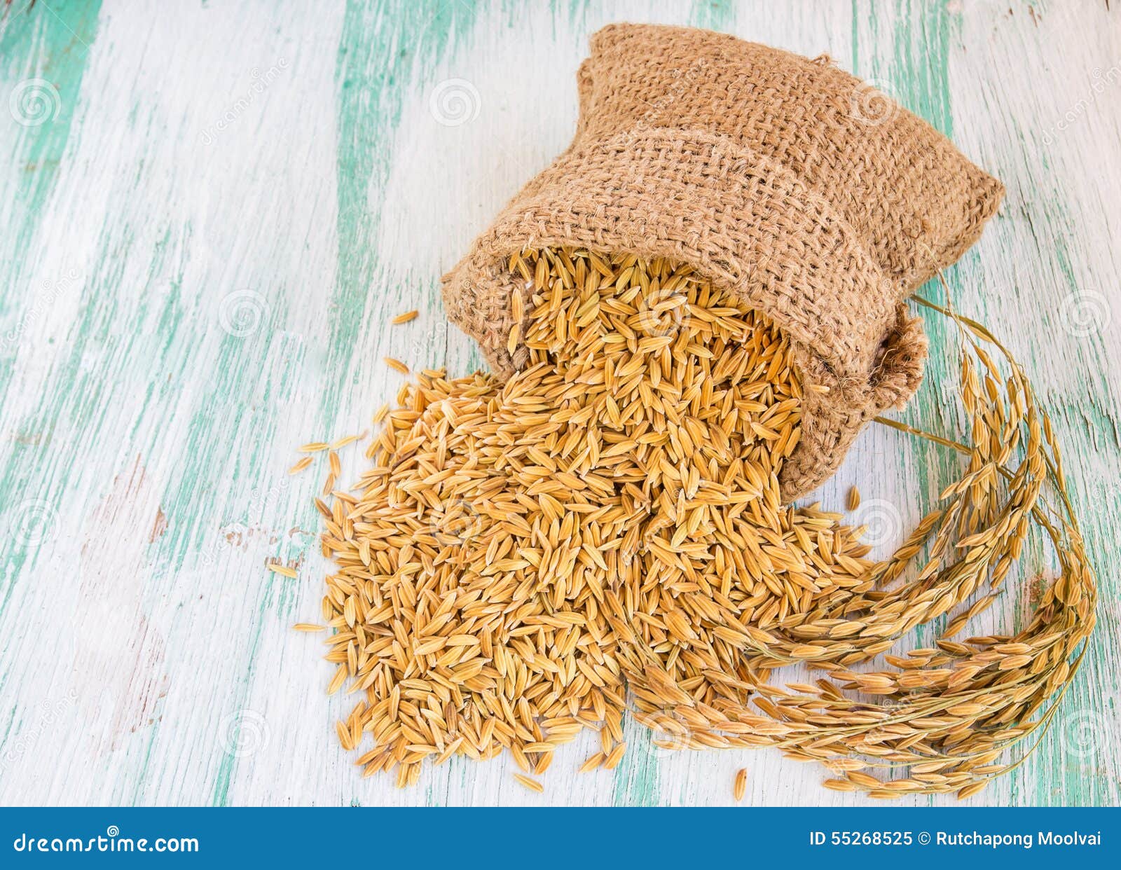 Paddy Rice Seed in a Burlap Sack. Stock Image - Image of golden, grain ...
