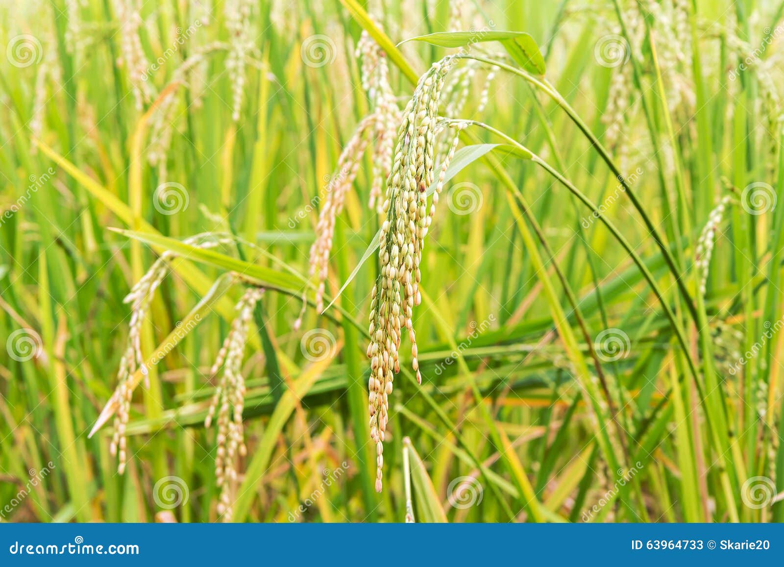 Paddy rice seed stock image. Image of detail, paddy, closeup - 63964733