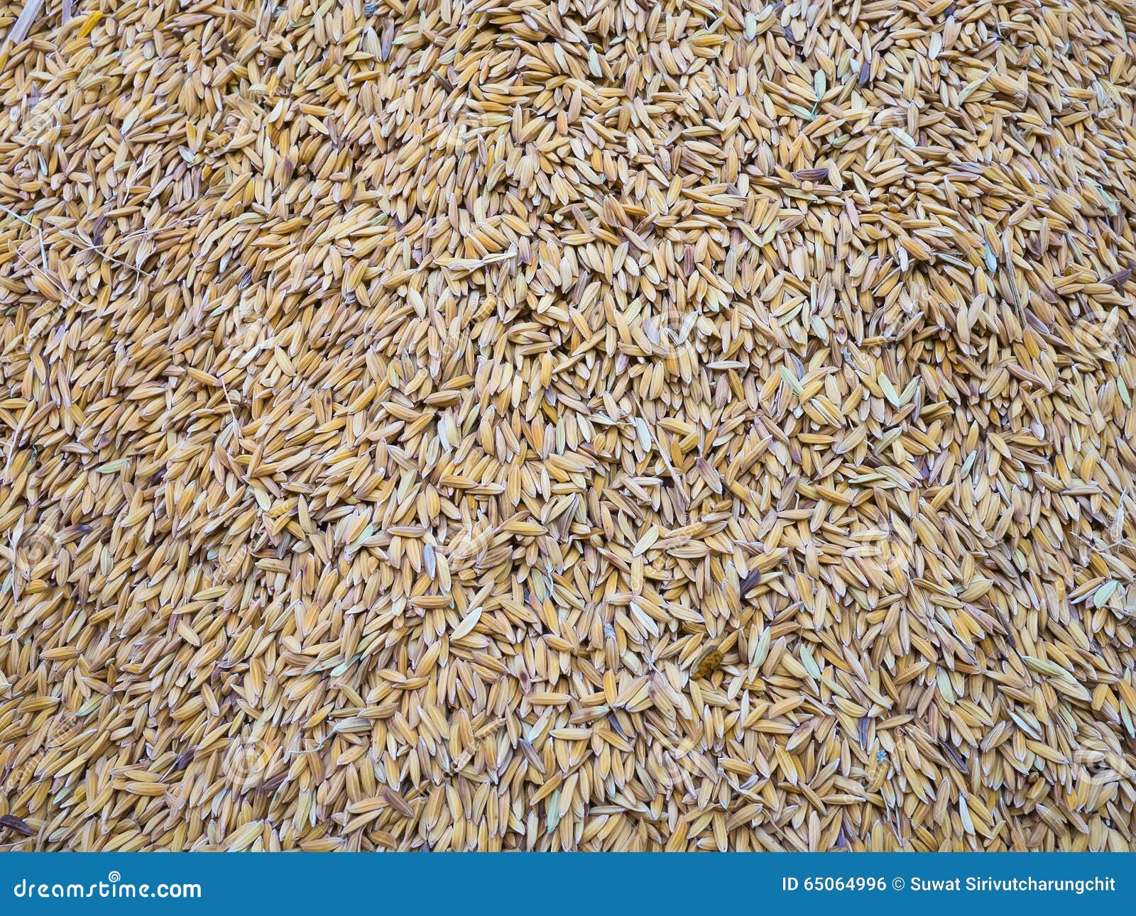 Paddy Rice Seed stock photo. Image of yellow, green, rice - 65064996